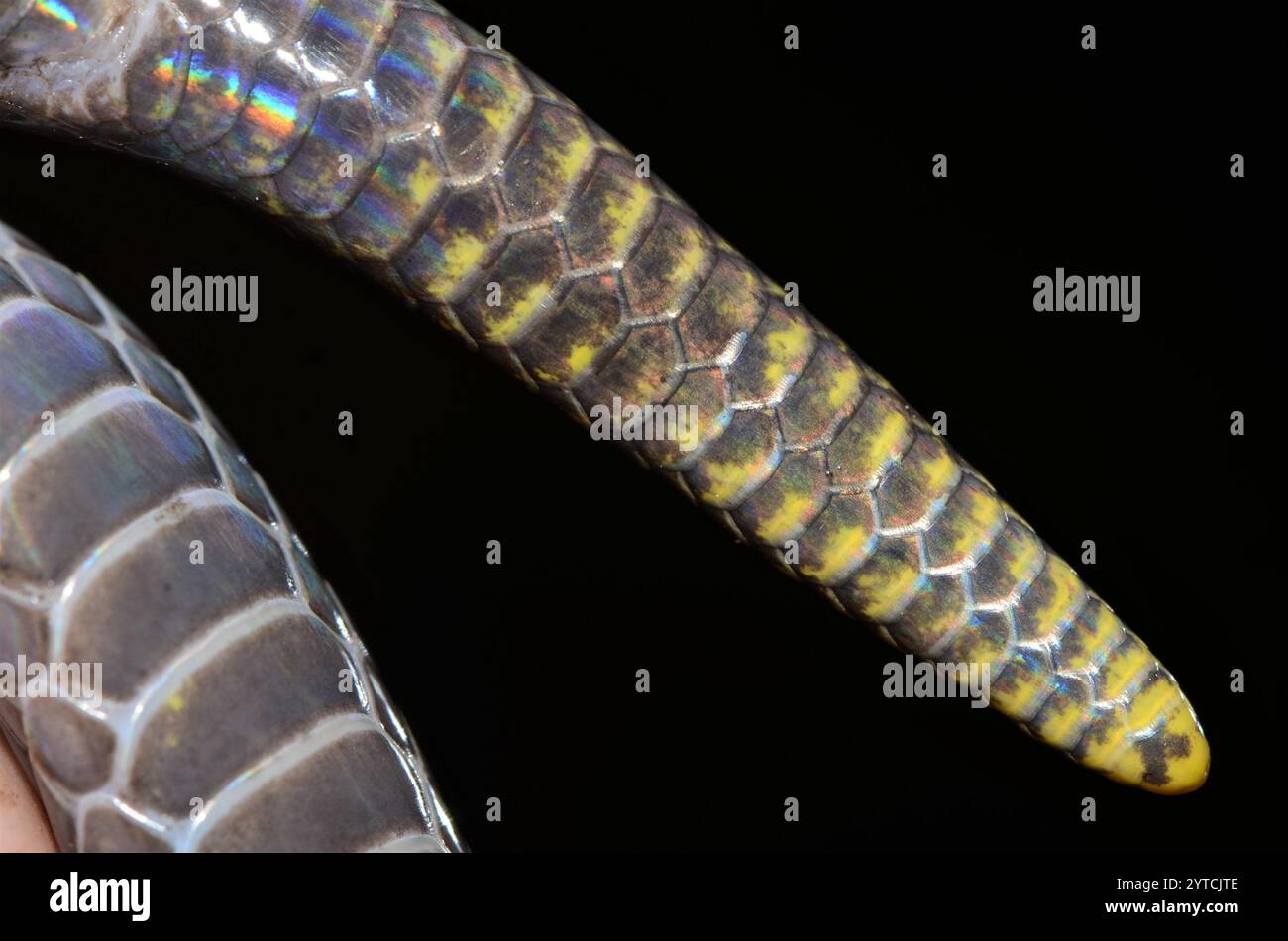 Purple glossed hi-res stock photography and images - Alamy