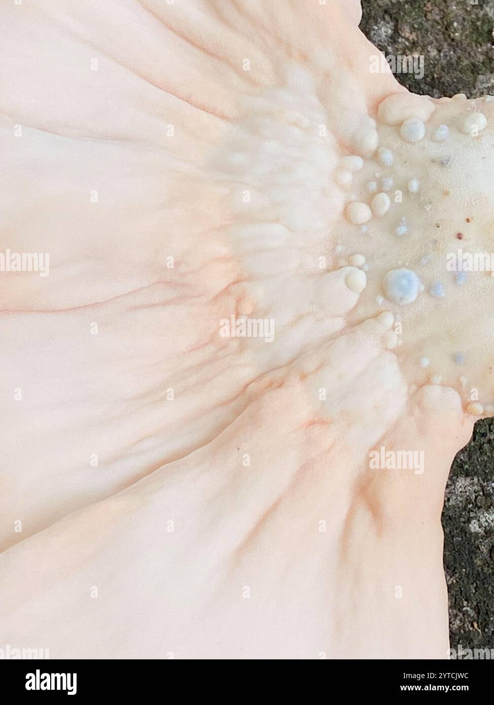 White-pored Chicken of the Woods (Laetiporus cincinnatus Stock Photo ...