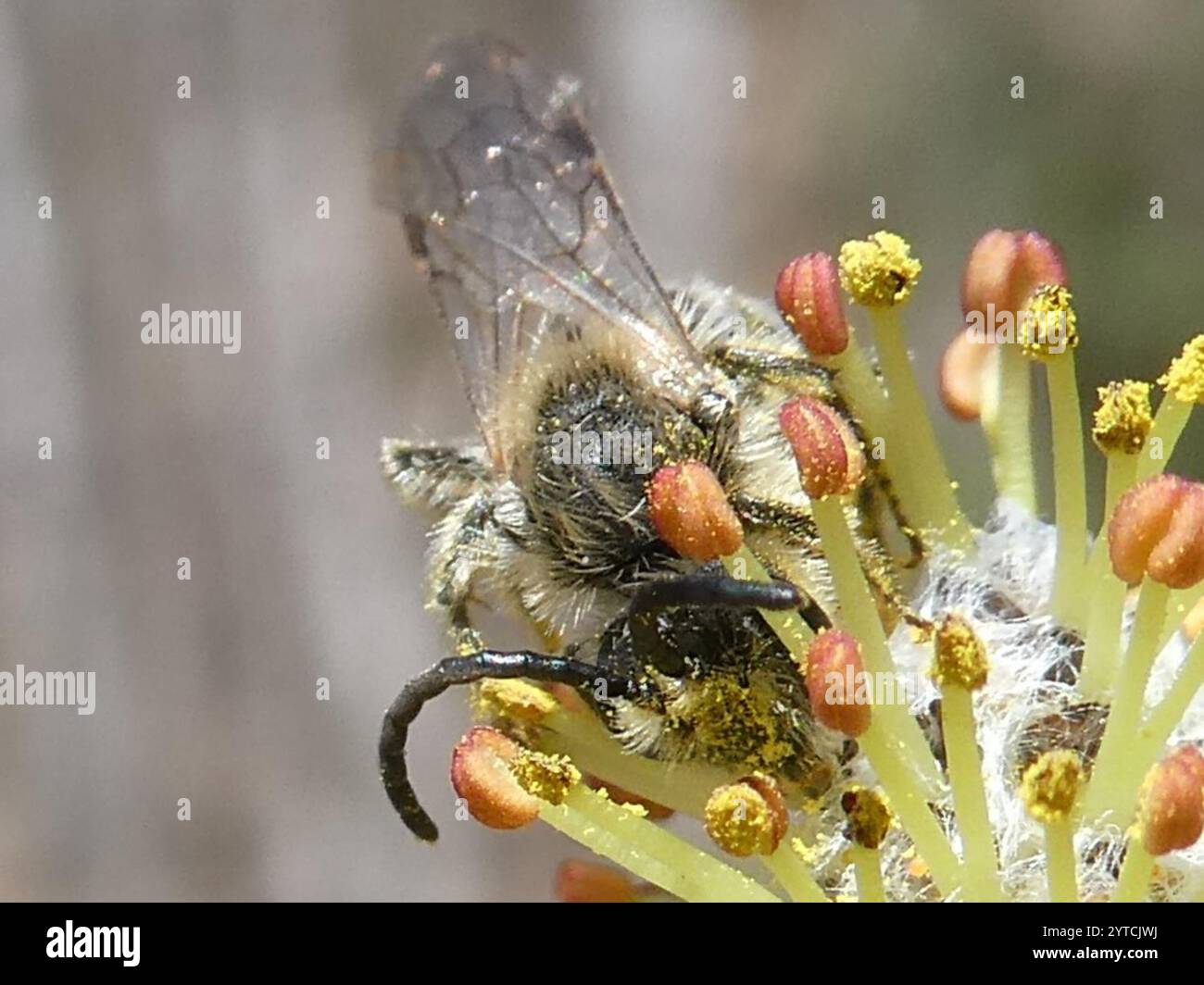 Mining Bees (Andrena Stock Photo - Alamy