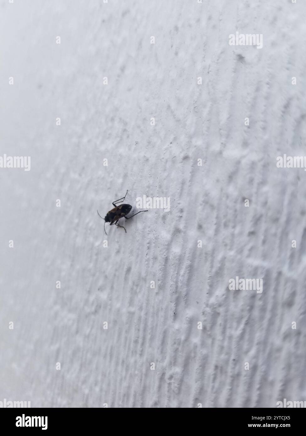 bright-spotted groundbug (Rhyparochromus vulgaris Stock Photo - Alamy