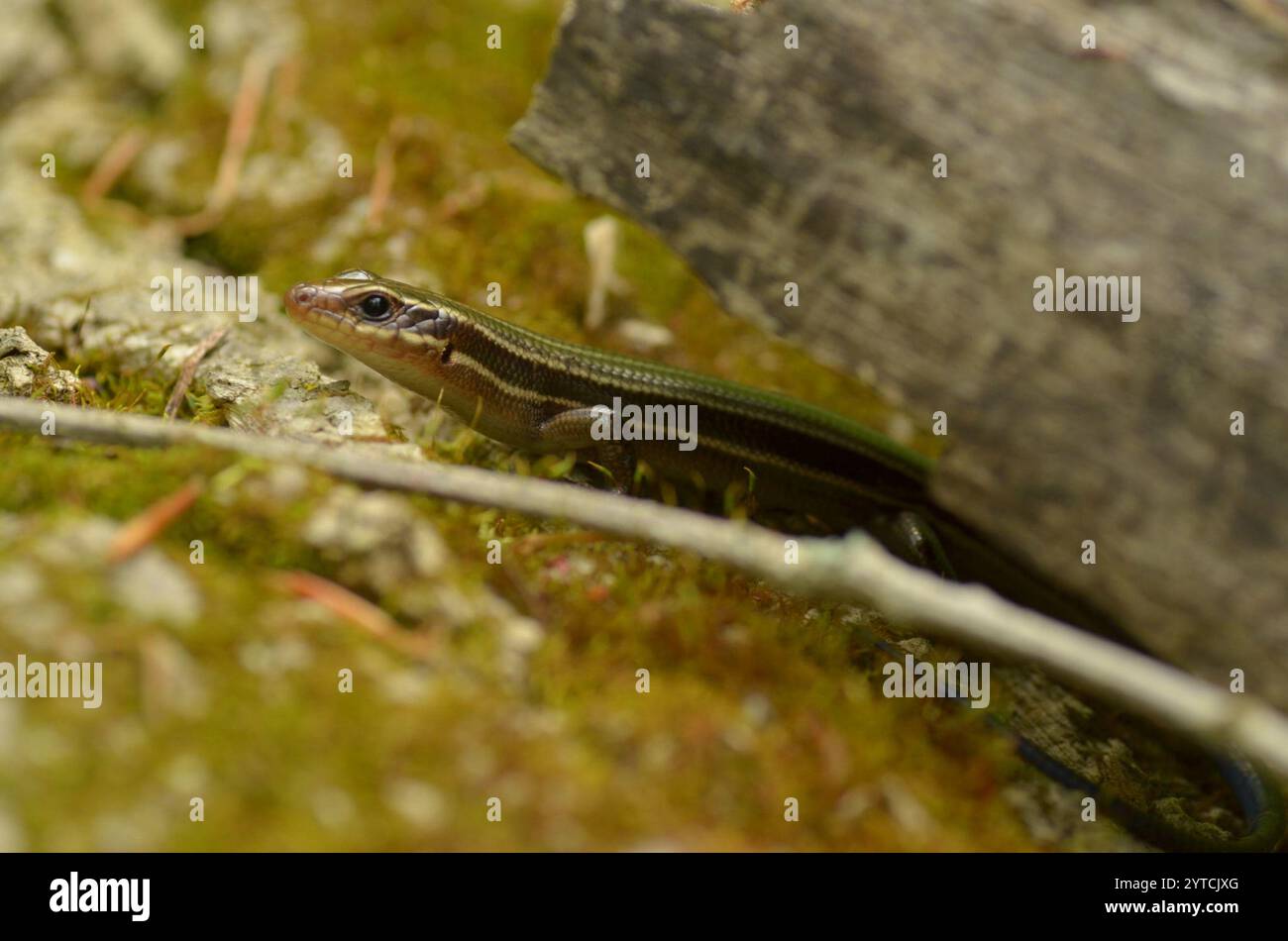 Common Five-lined Skink (Plestiodon fasciatus Stock Photo - Alamy