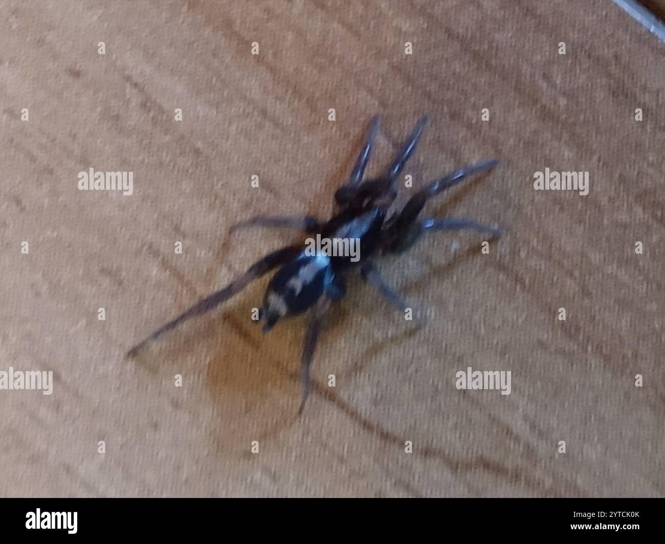 Eastern Parson Spider (Herpyllus ecclesiasticus Stock Photo - Alamy