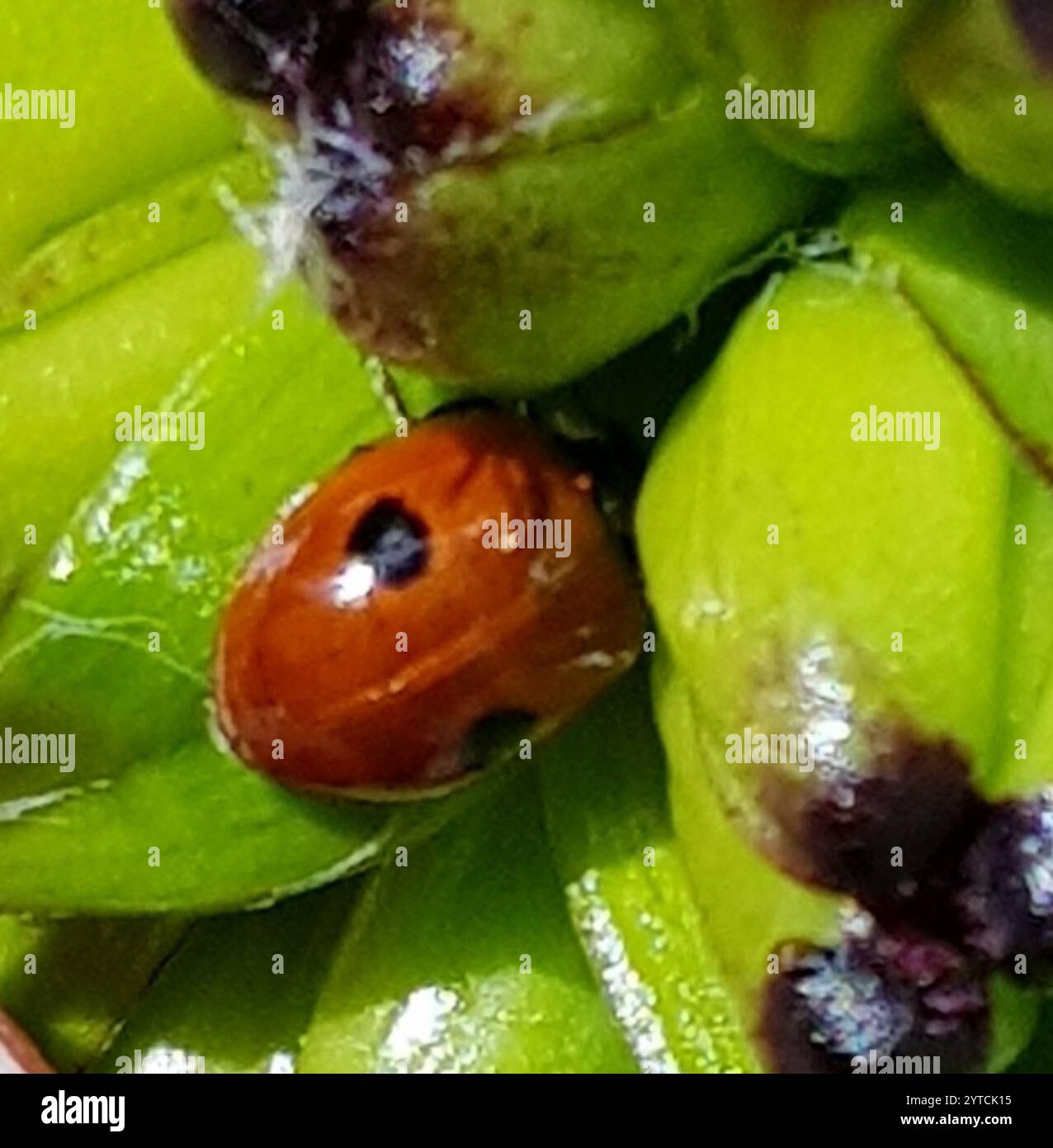 Two-spotted Lady Beetle (Adalia bipunctata Stock Photo - Alamy