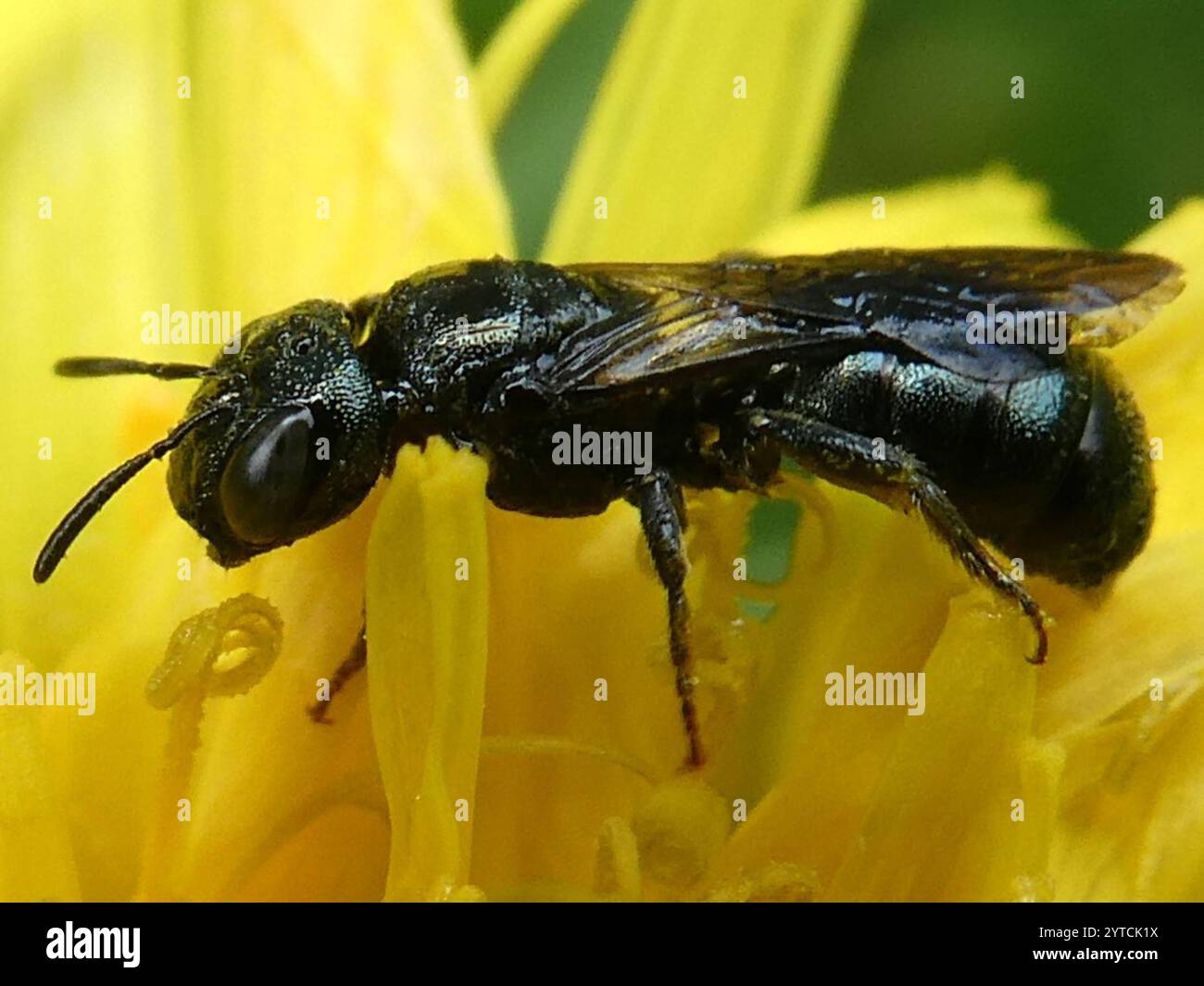 Small Carpenter Bees (Ceratina Stock Photo - Alamy
