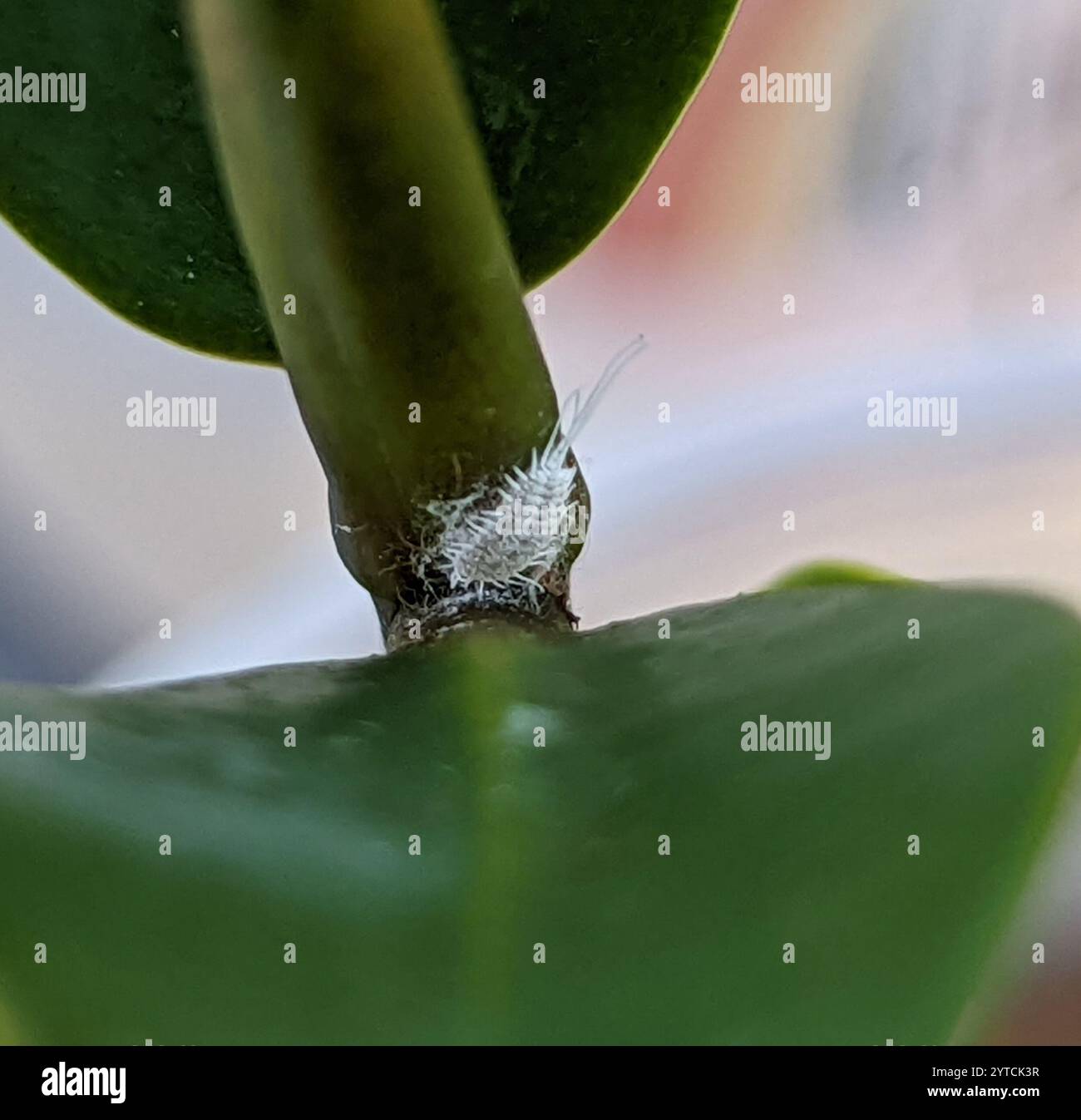 long-tailed mealybug (Pseudococcus longispinus Stock Photo - Alamy