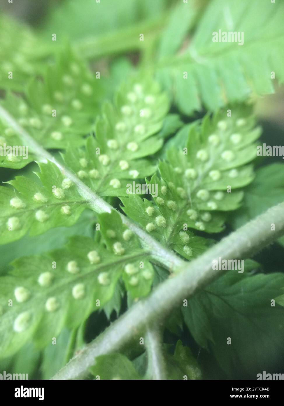 intermediate wood fern (Dryopteris intermedia Stock Photo - Alamy