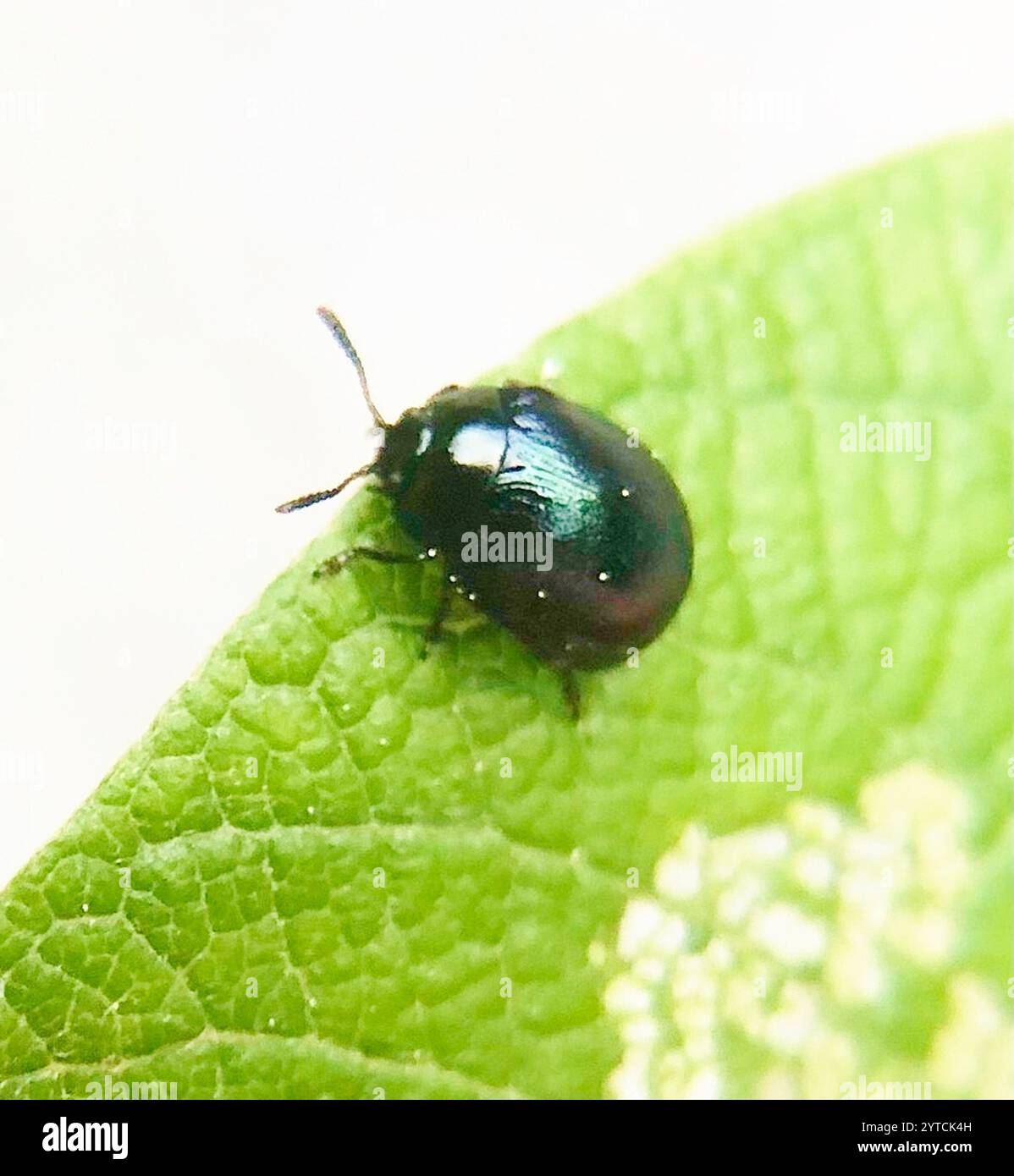 Willow Leaf Beetle (Plagiodera versicolora Stock Photo - Alamy