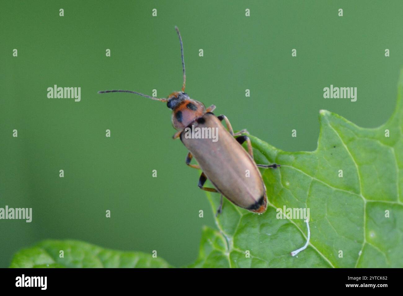 Osphya hi-res stock photography and images - Alamy