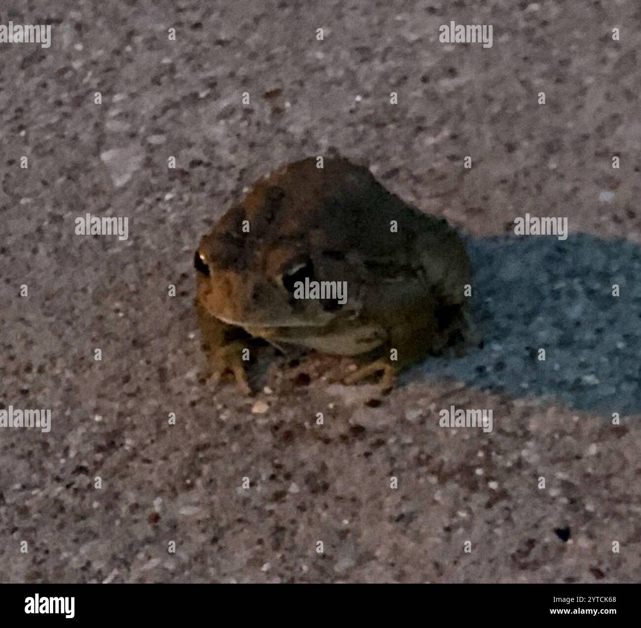 North American Toads (Anaxyrus Stock Photo - Alamy