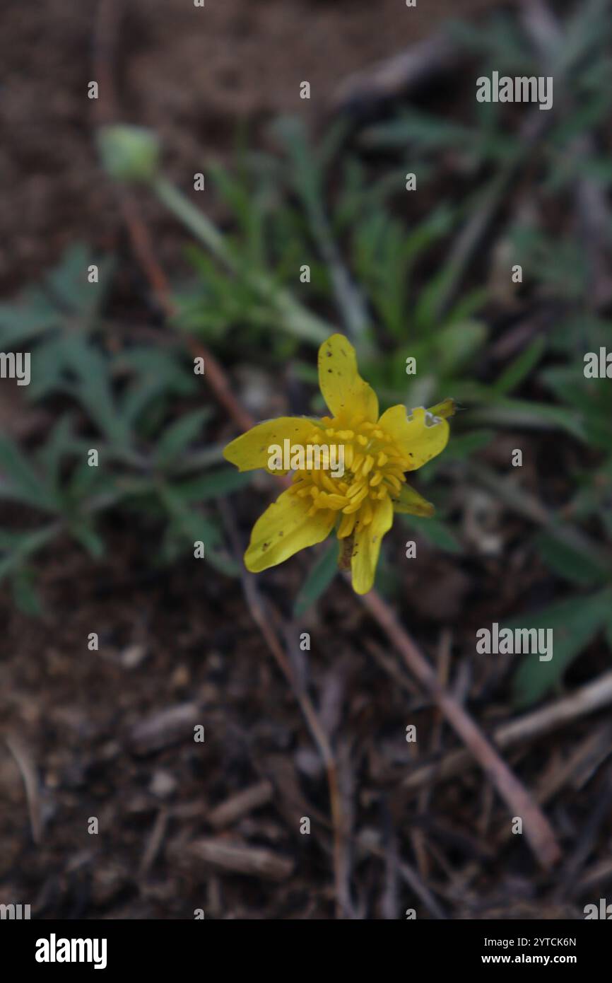 Early Buttercup (Ranunculus fascicularis Stock Photo - Alamy