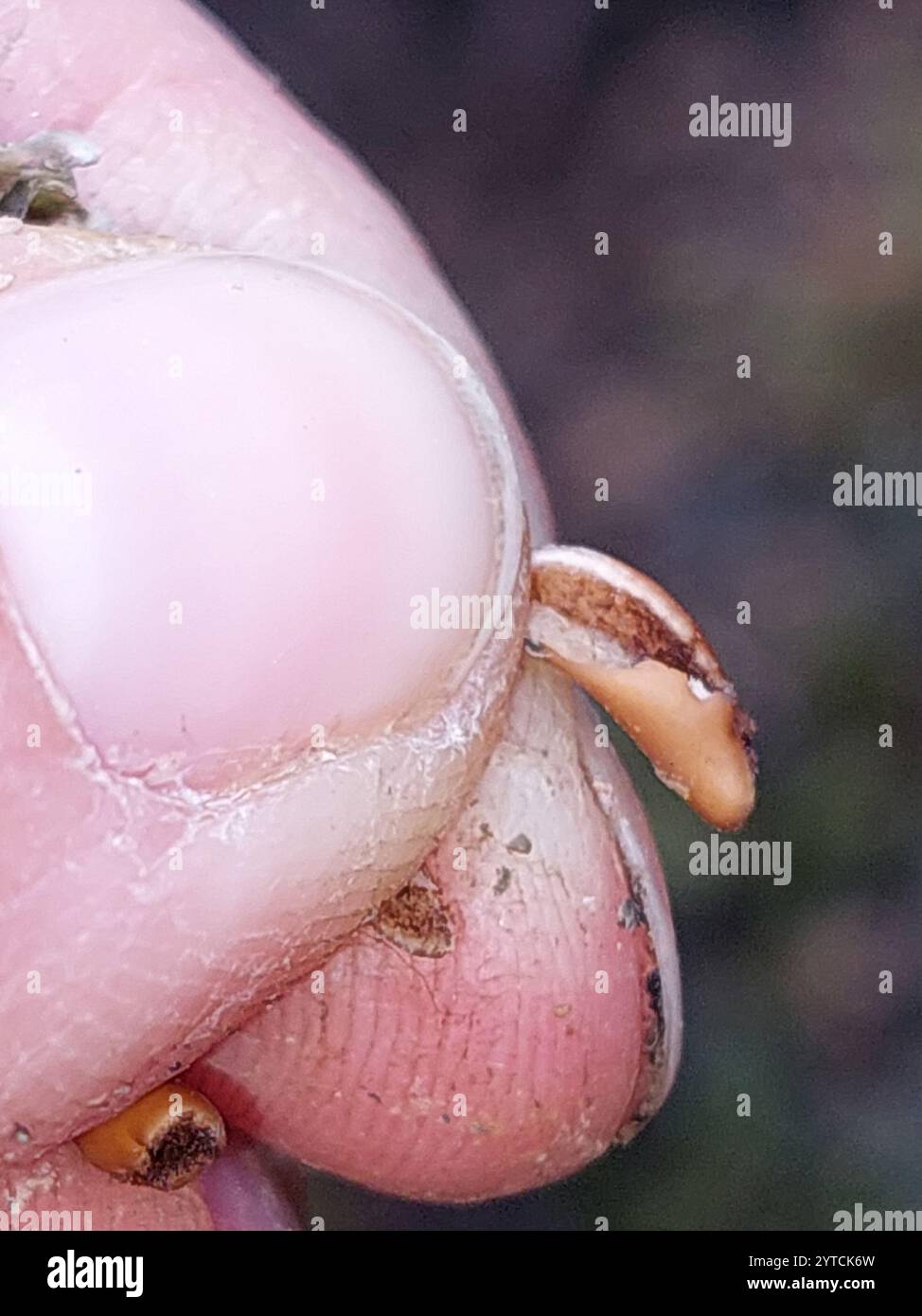 many-fruited pelt lichen (Peltigera polydactylon Stock Photo - Alamy