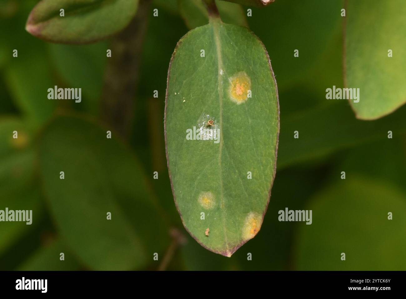 rust fungi (Pucciniales Stock Photo - Alamy