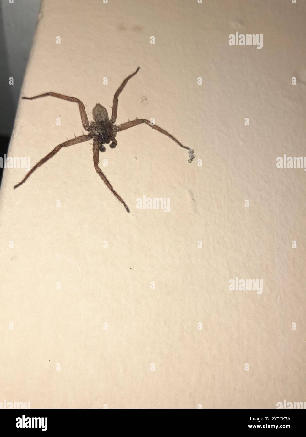 Crescent-eyed Spiders (Selenops Stock Photo - Alamy