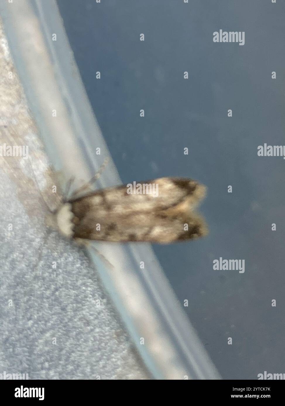 White-shouldered House Moth (Endrosis sarcitrella Stock Photo - Alamy