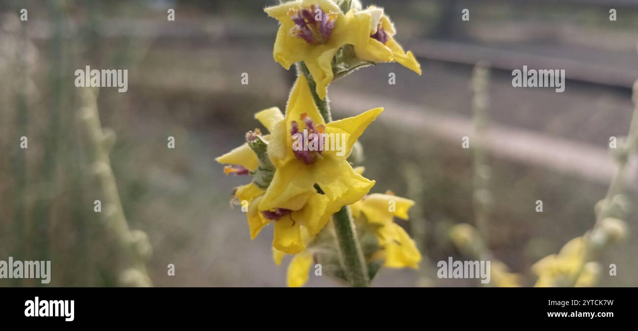 Mullein verbascum sinuatum hi-res stock photography and images - Alamy