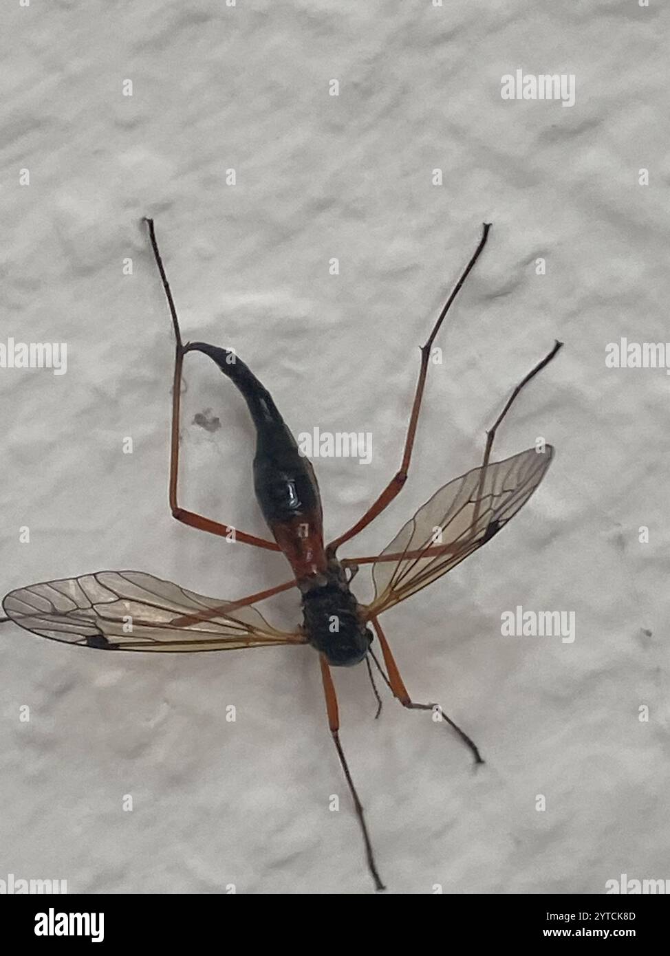 Giant Sabre Comb Horn Cranefly (Tanyptera atrata Stock Photo - Alamy
