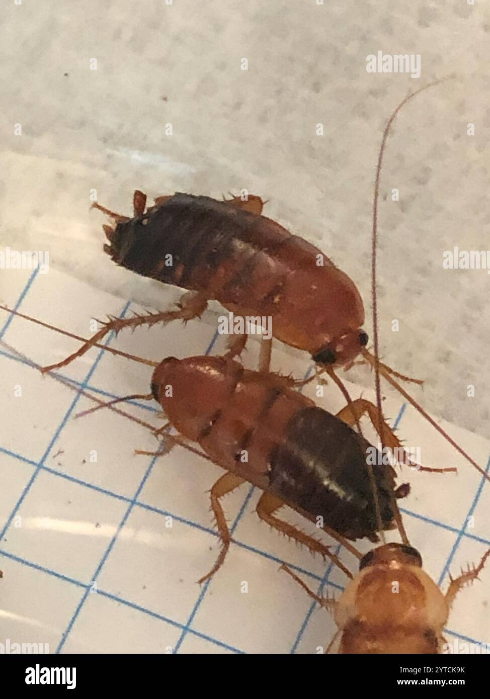 Turkestan Cockroach (Periplaneta lateralis Stock Photo - Alamy