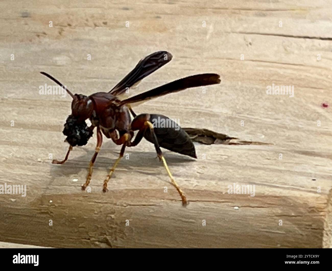Metric Paper Wasp (Polistes metricus Stock Photo - Alamy