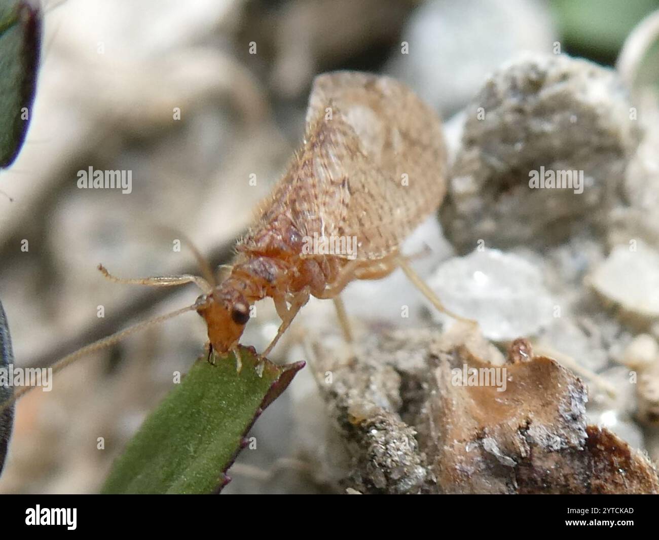 Posterior Brown Lacewing (Micromus posticus Stock Photo - Alamy