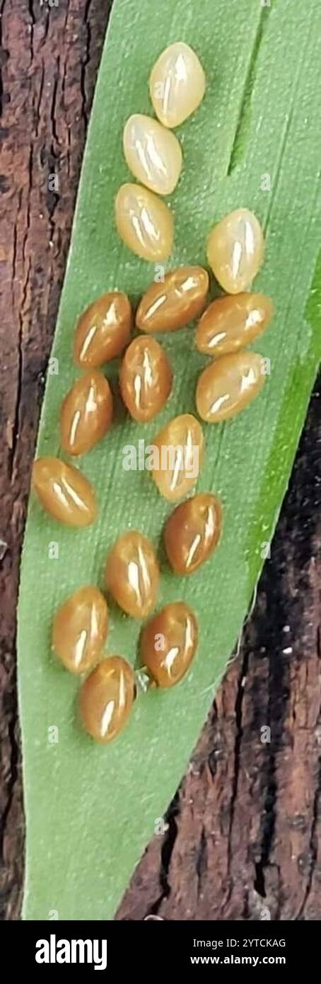 Leaf-footed Bugs and Allies (Coreoidea Stock Photo - Alamy