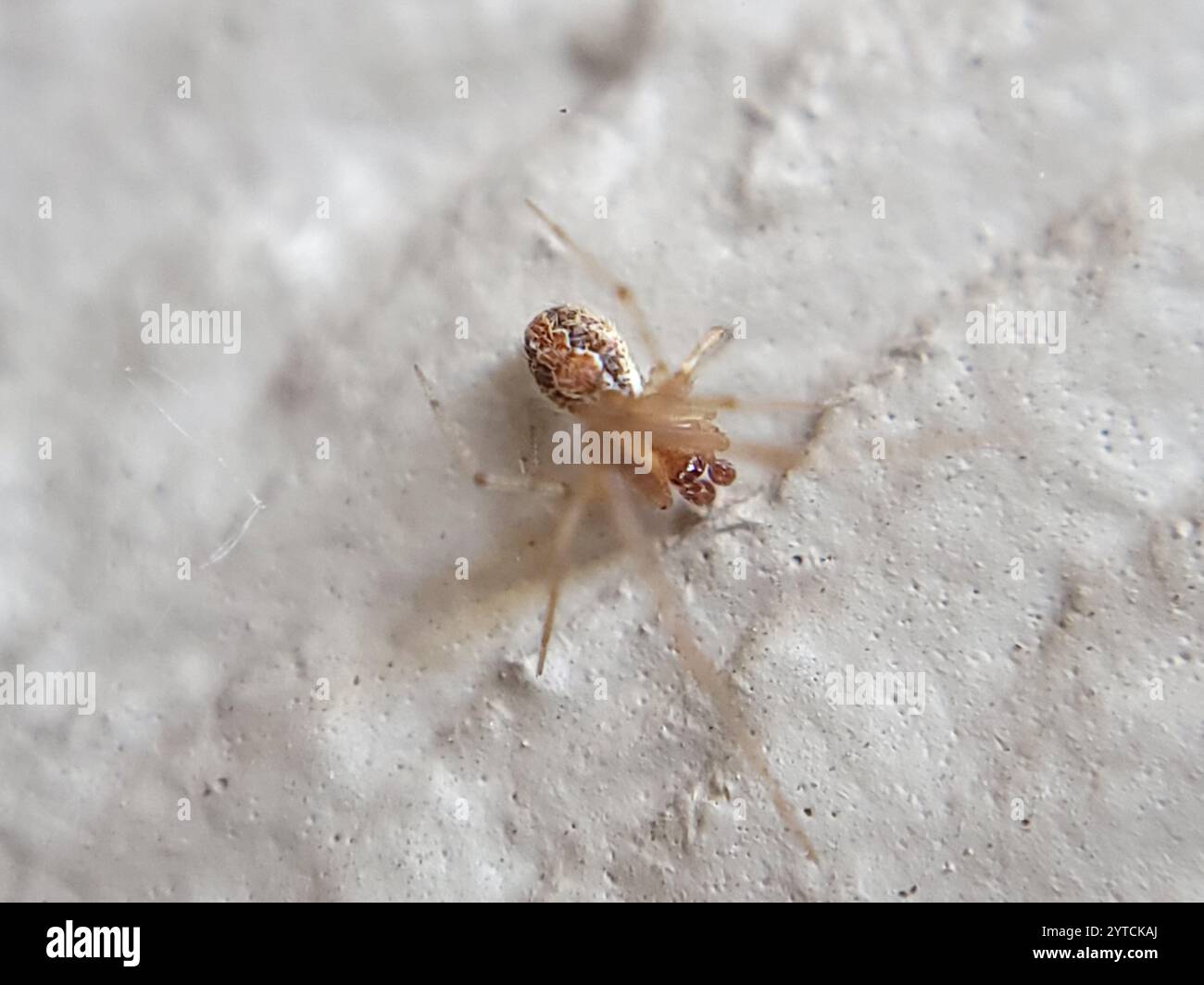 Comb-footed Spiders (Theridiidae Stock Photo - Alamy