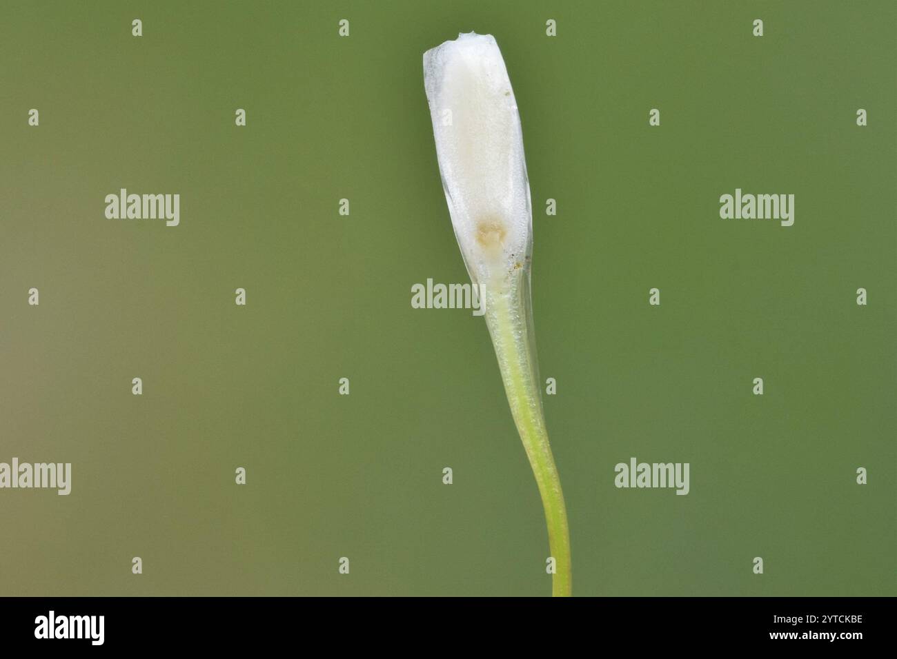 Nuttall's quillwort (Isoetes nuttallii Stock Photo - Alamy