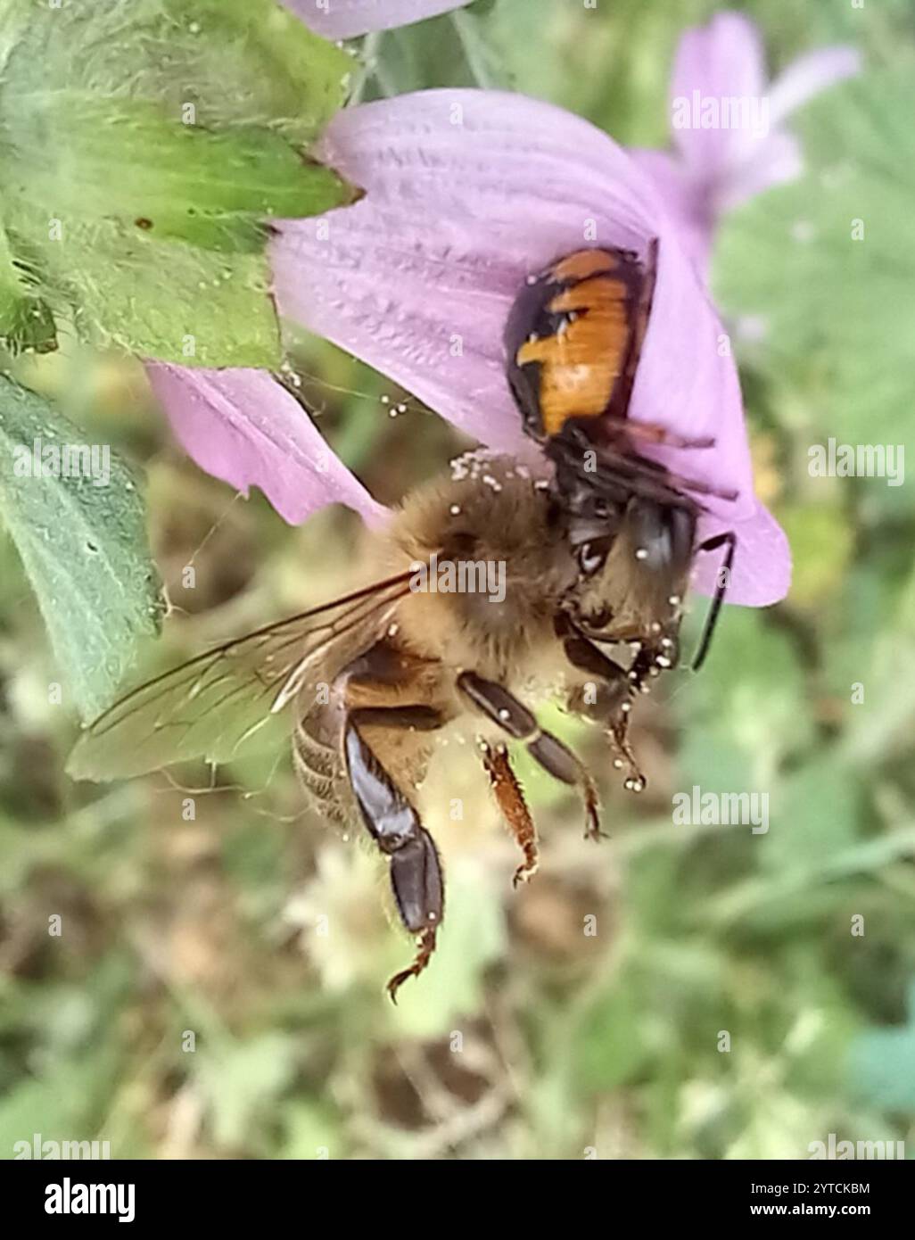 Napoleon Spider (Synema globosum Stock Photo - Alamy