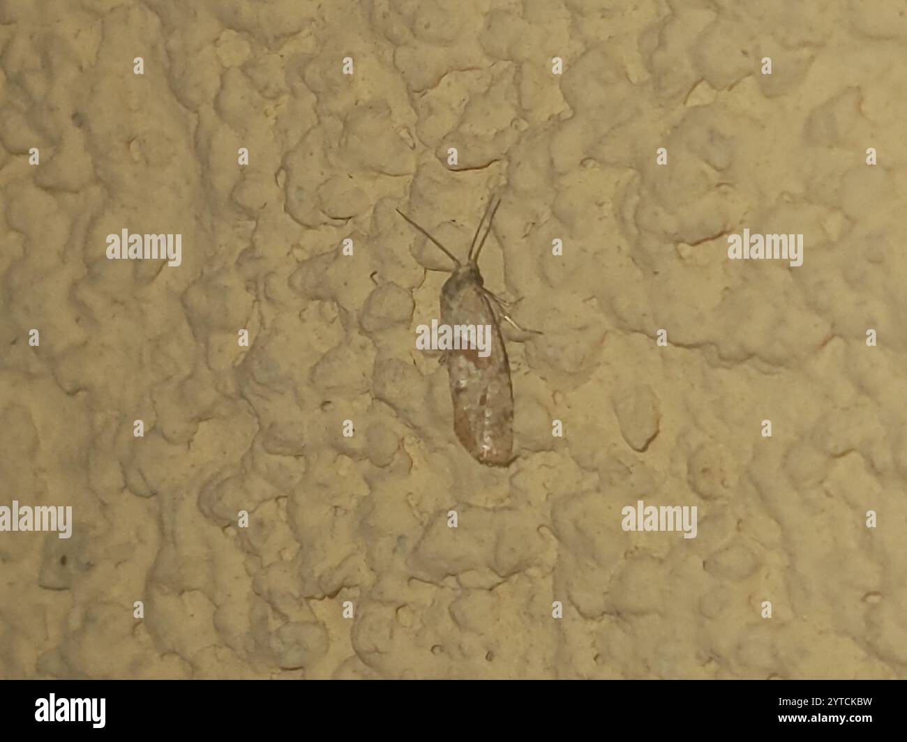 Tortricine Leafroller Moths (Tortricinae Stock Photo - Alamy