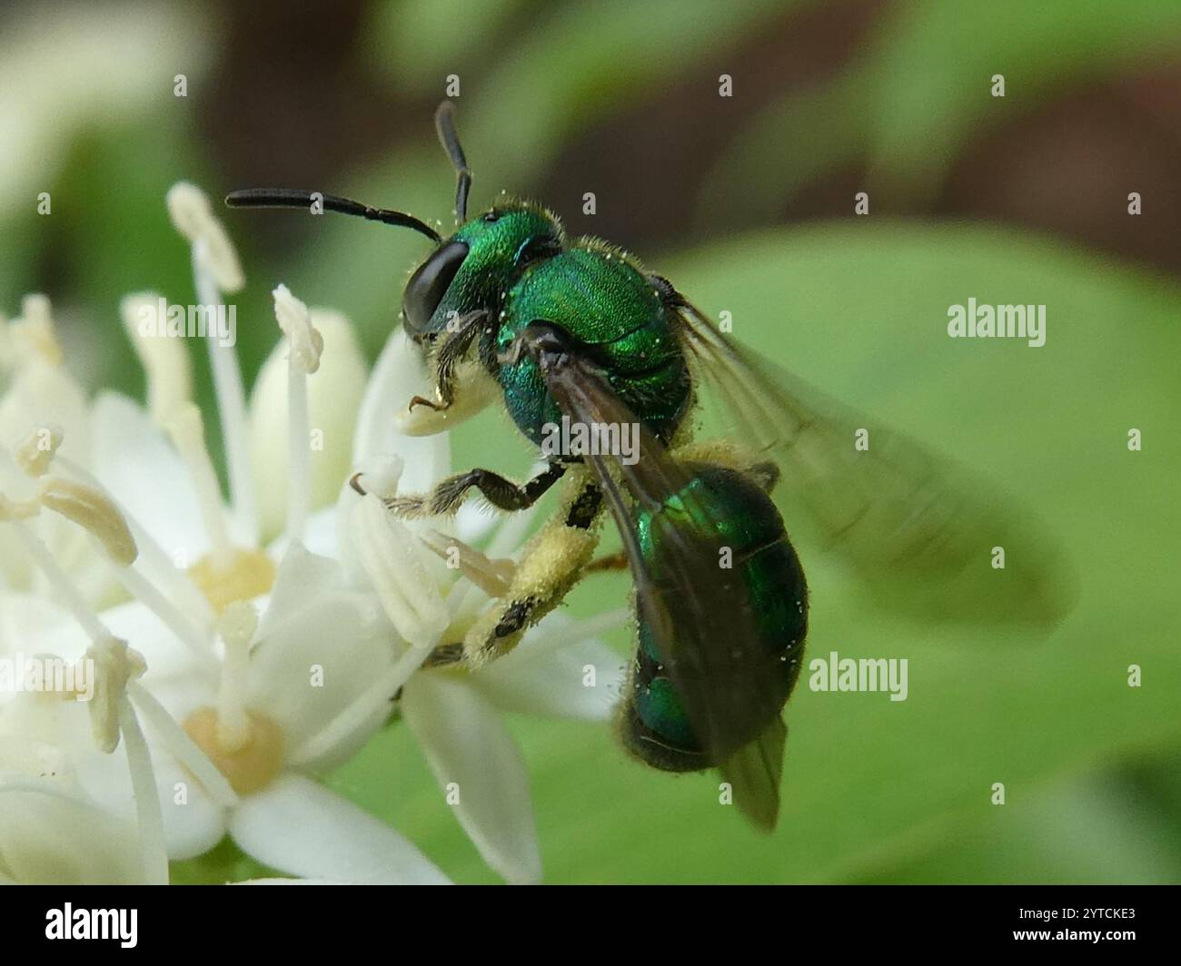 Augochlora pura hi-res stock photography and images - Alamy