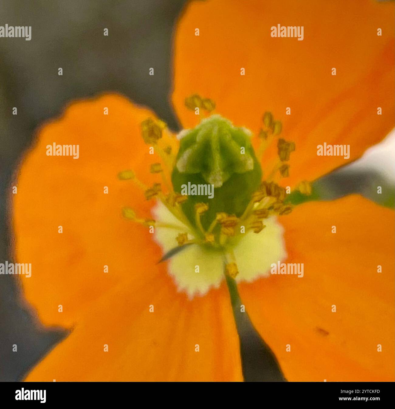 fire poppy (Papaver californicum Stock Photo - Alamy