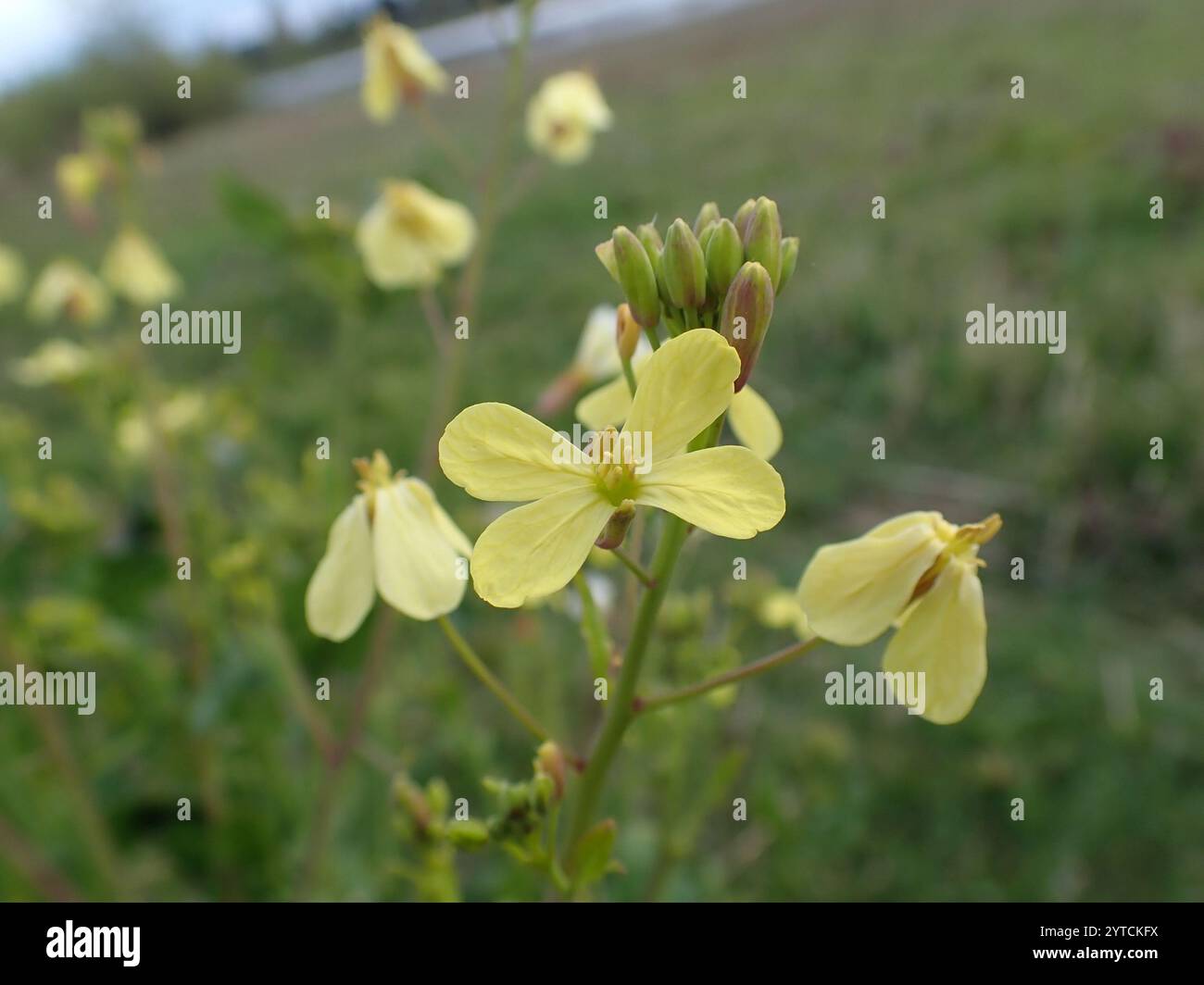 mustard family (Brassicaceae Stock Photo - Alamy