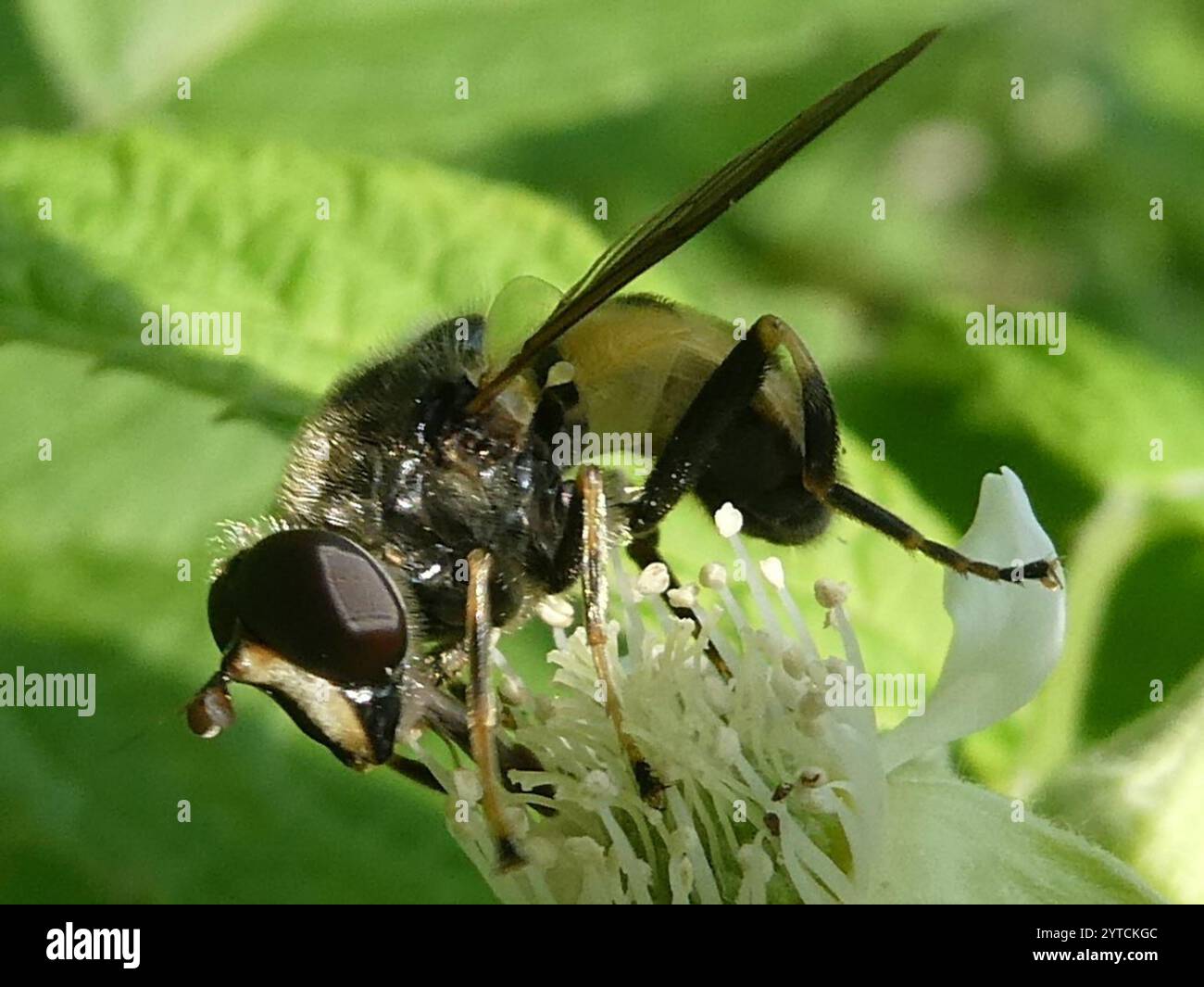 Confusing Wood Fly (Blera confusa Stock Photo - Alamy