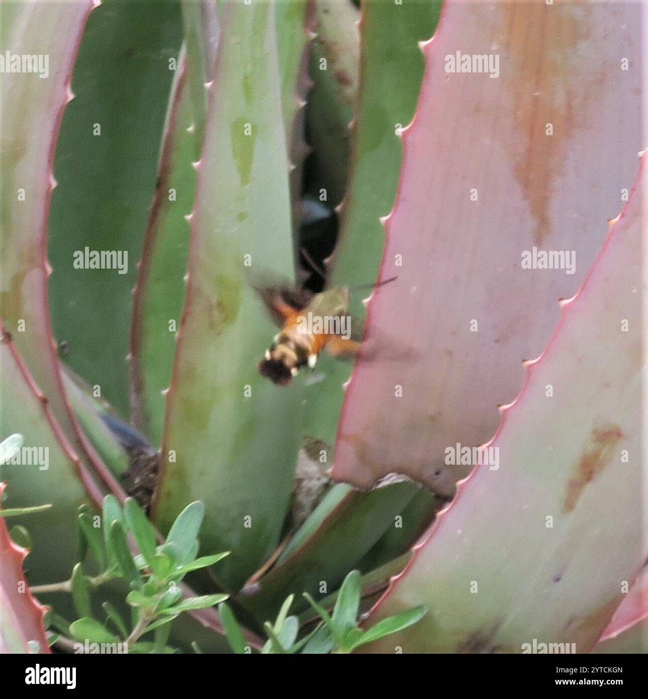 African Hummingbird Hawkmoth (Macroglossum trochilus Stock Photo - Alamy