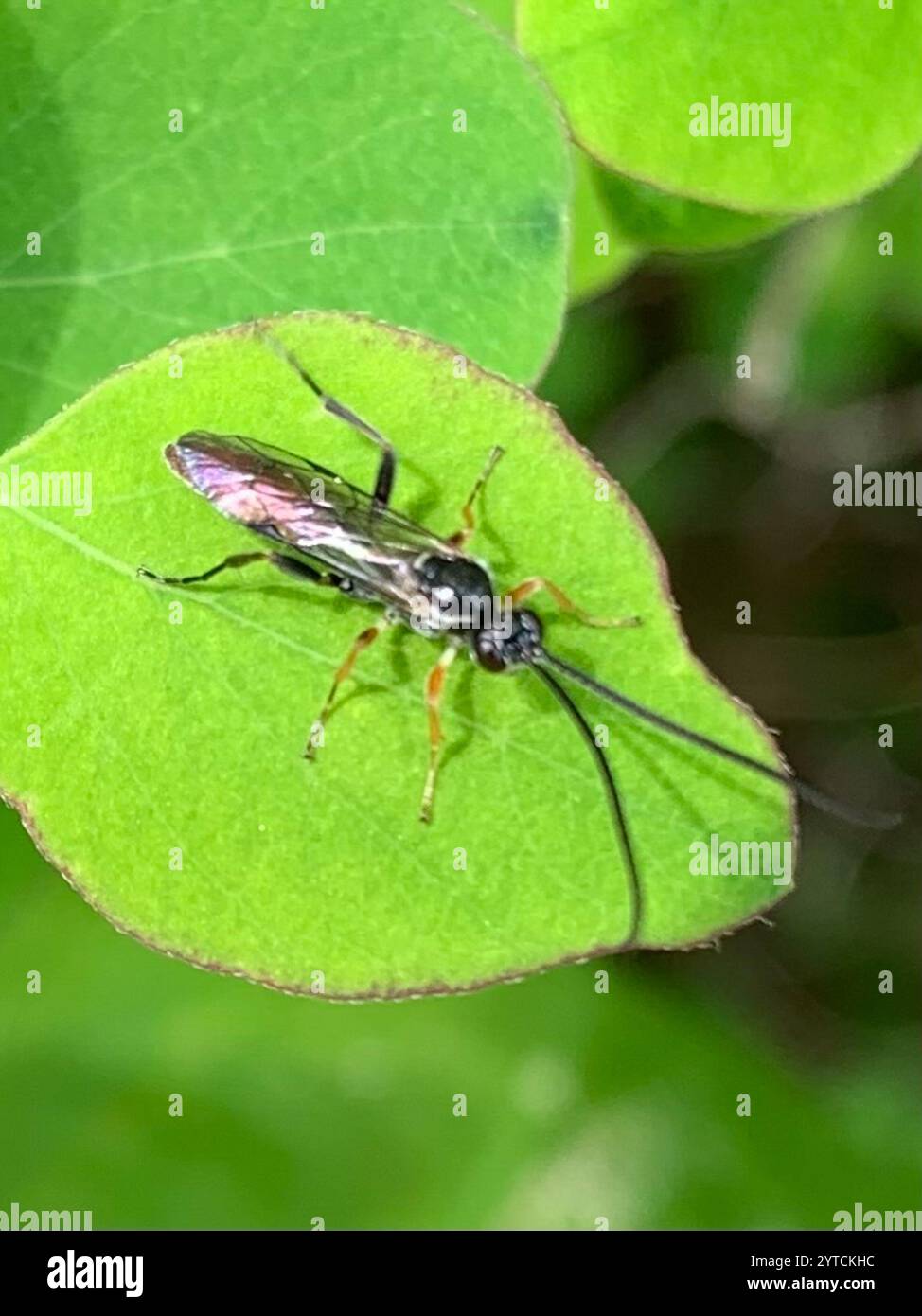 Ichneumonid Wasps (Ichneumonidae Stock Photo - Alamy