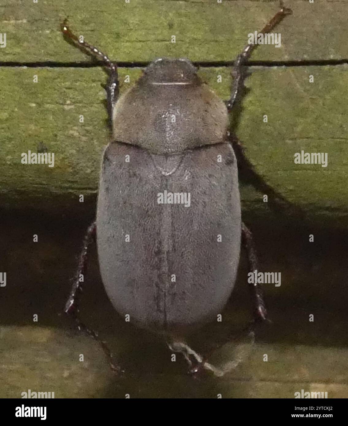 May Beetles (Phyllophaga Stock Photo - Alamy