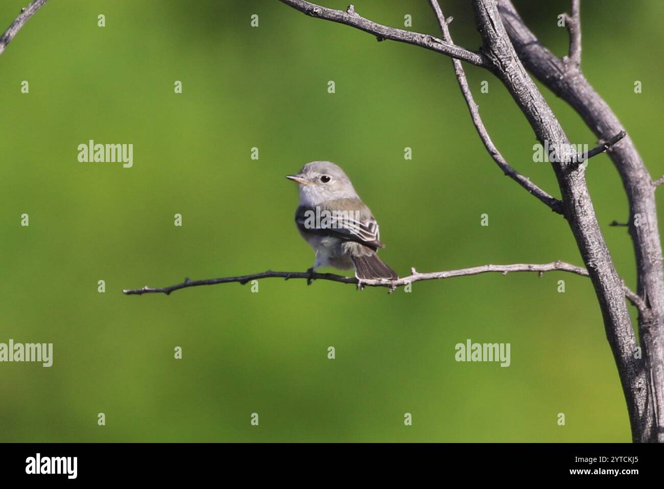 Empidonax Flycatchers (Empidonax Stock Photo - Alamy