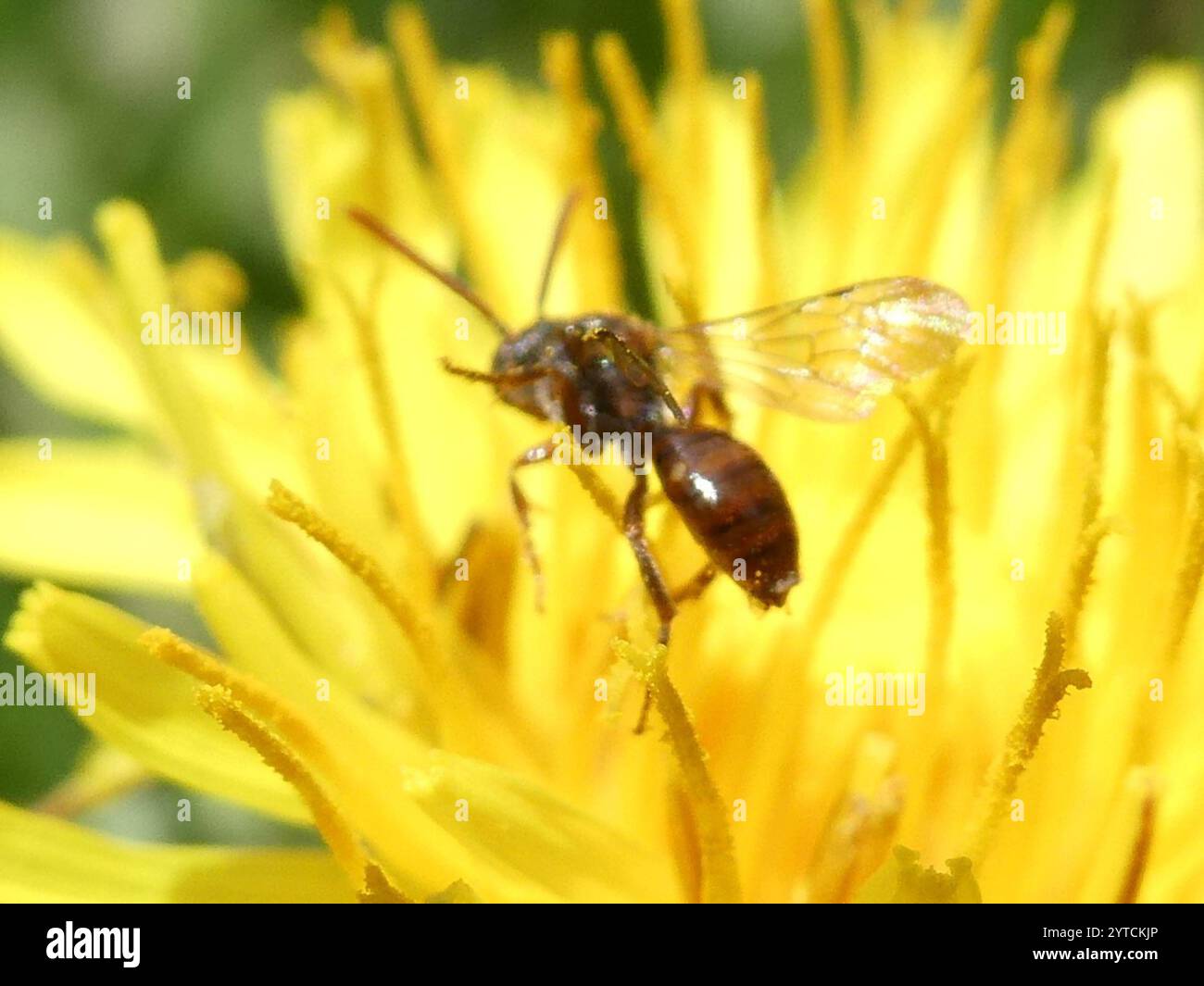 Nomad Bees (Nomada Stock Photo - Alamy