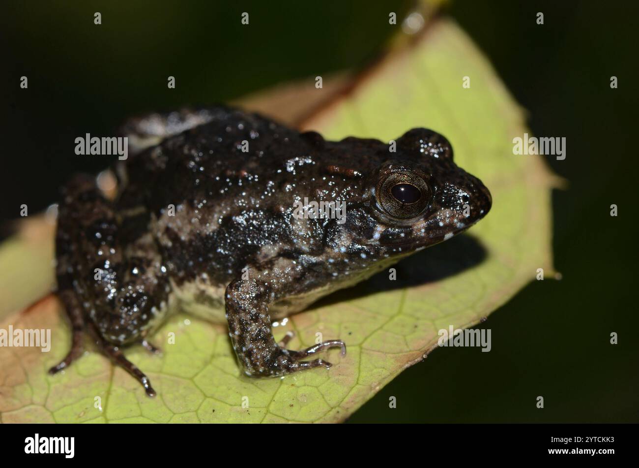 Eastern puddle frog (Phrynobatrachus acridoides Stock Photo - Alamy
