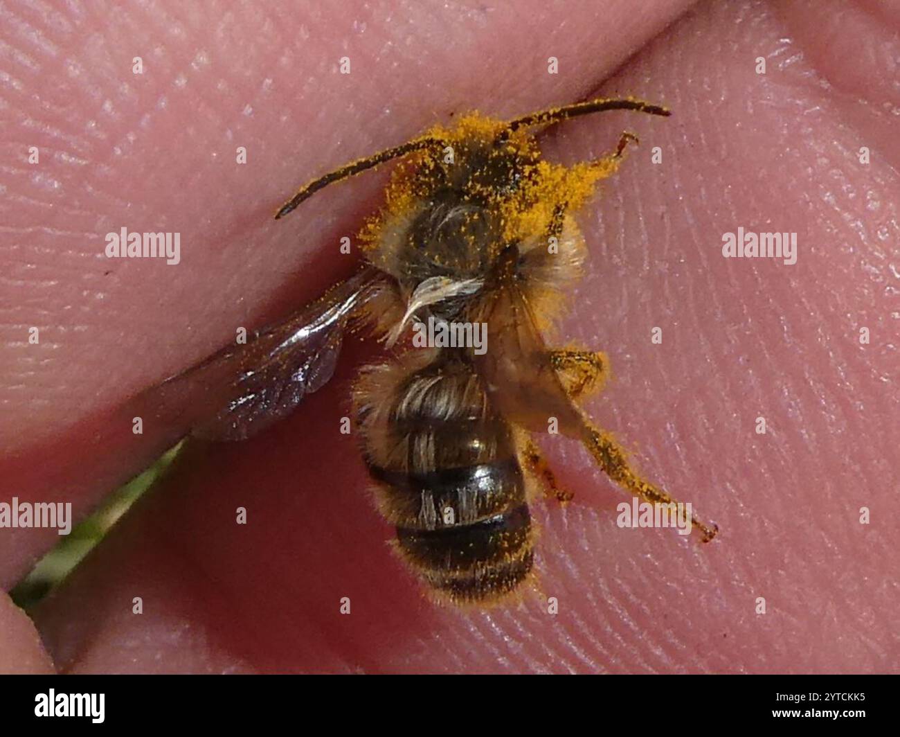 Cornifrons hi-res stock photography and images - Alamy