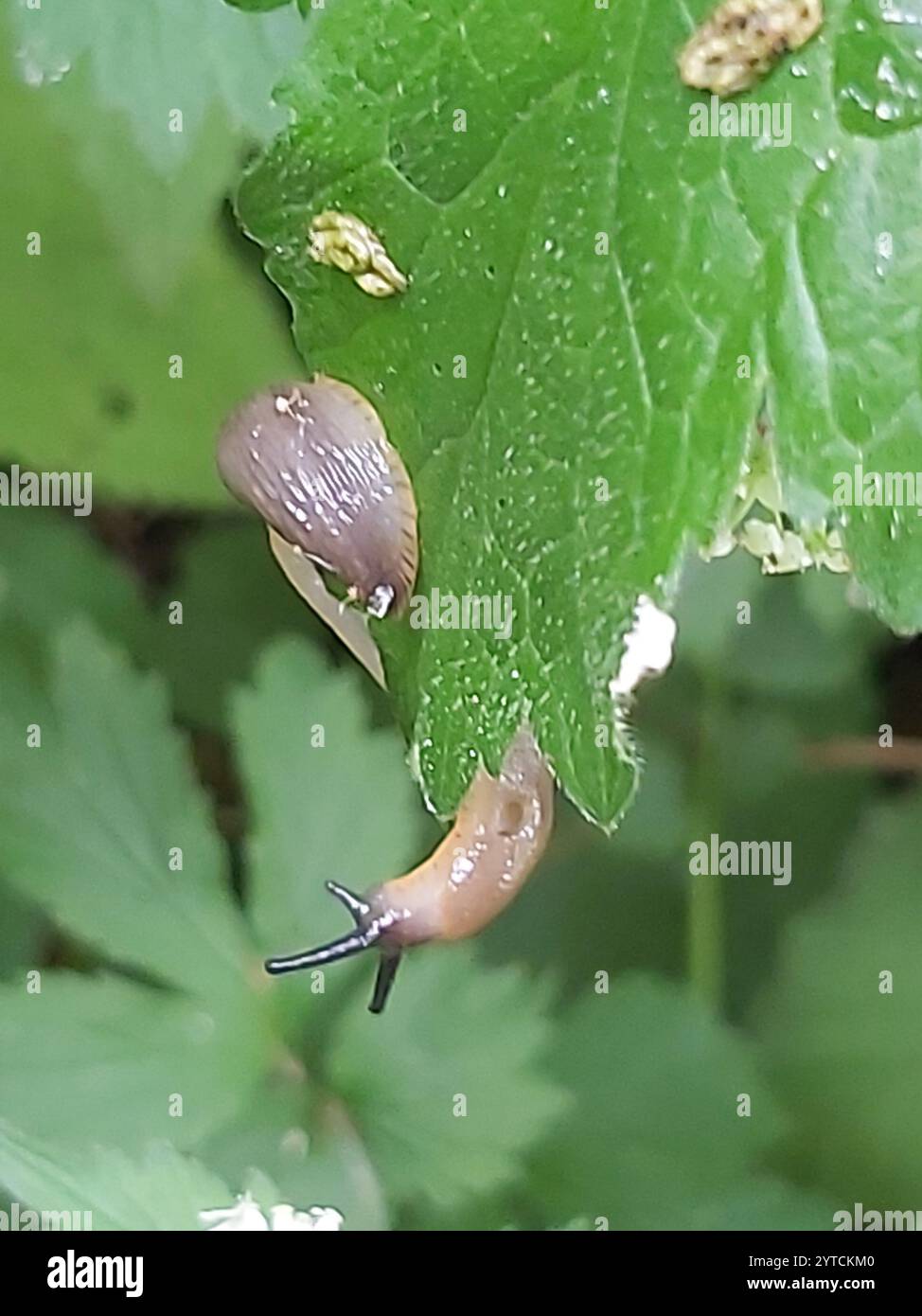 Spanish Slug (Arion vulgaris Stock Photo - Alamy