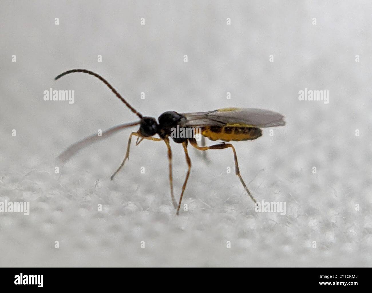 Ants, Bees, Wasps, and Sawflies (Hymenoptera Stock Photo - Alamy