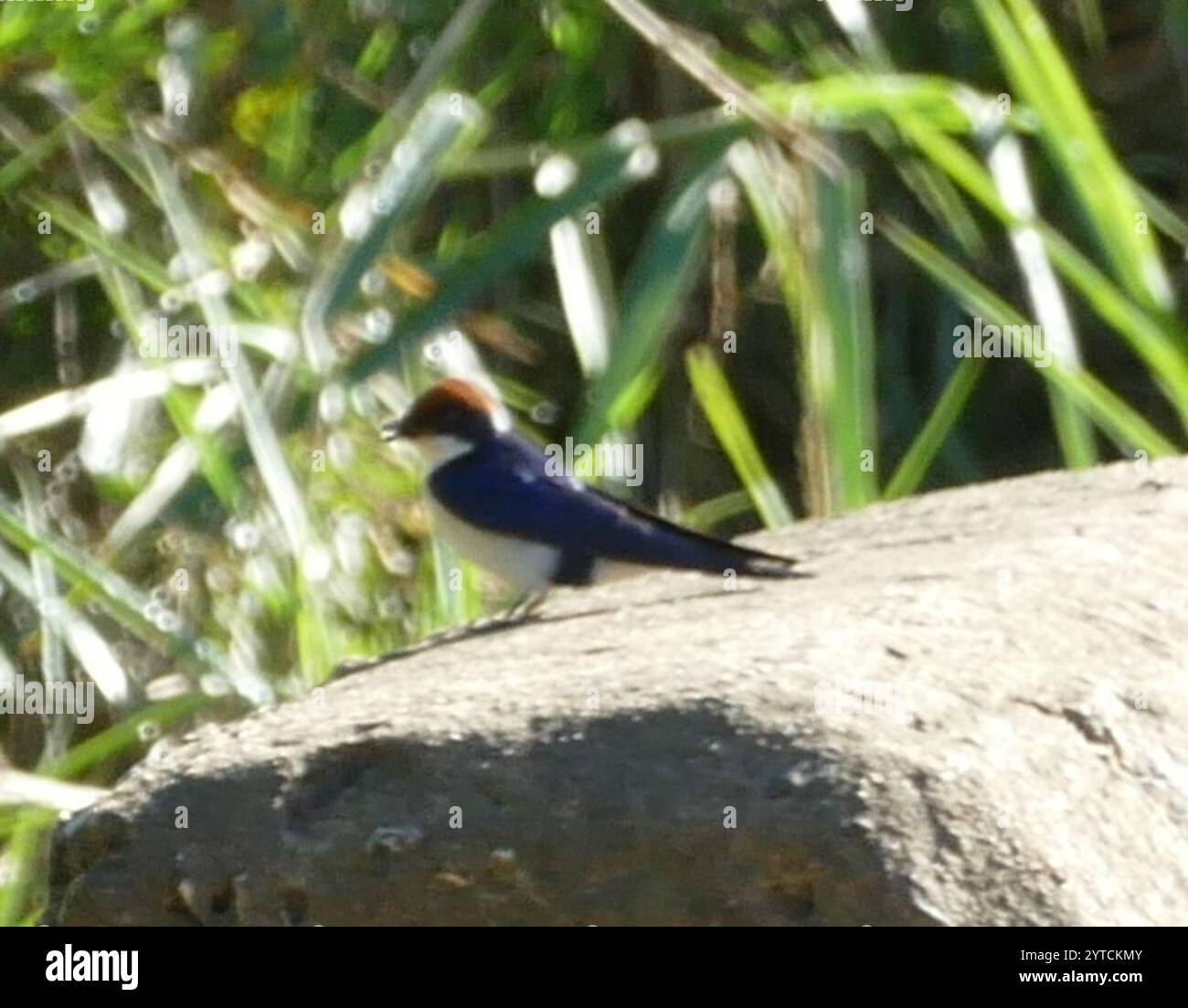 Wire-tailed Swallow (Hirundo smithii Stock Photo - Alamy