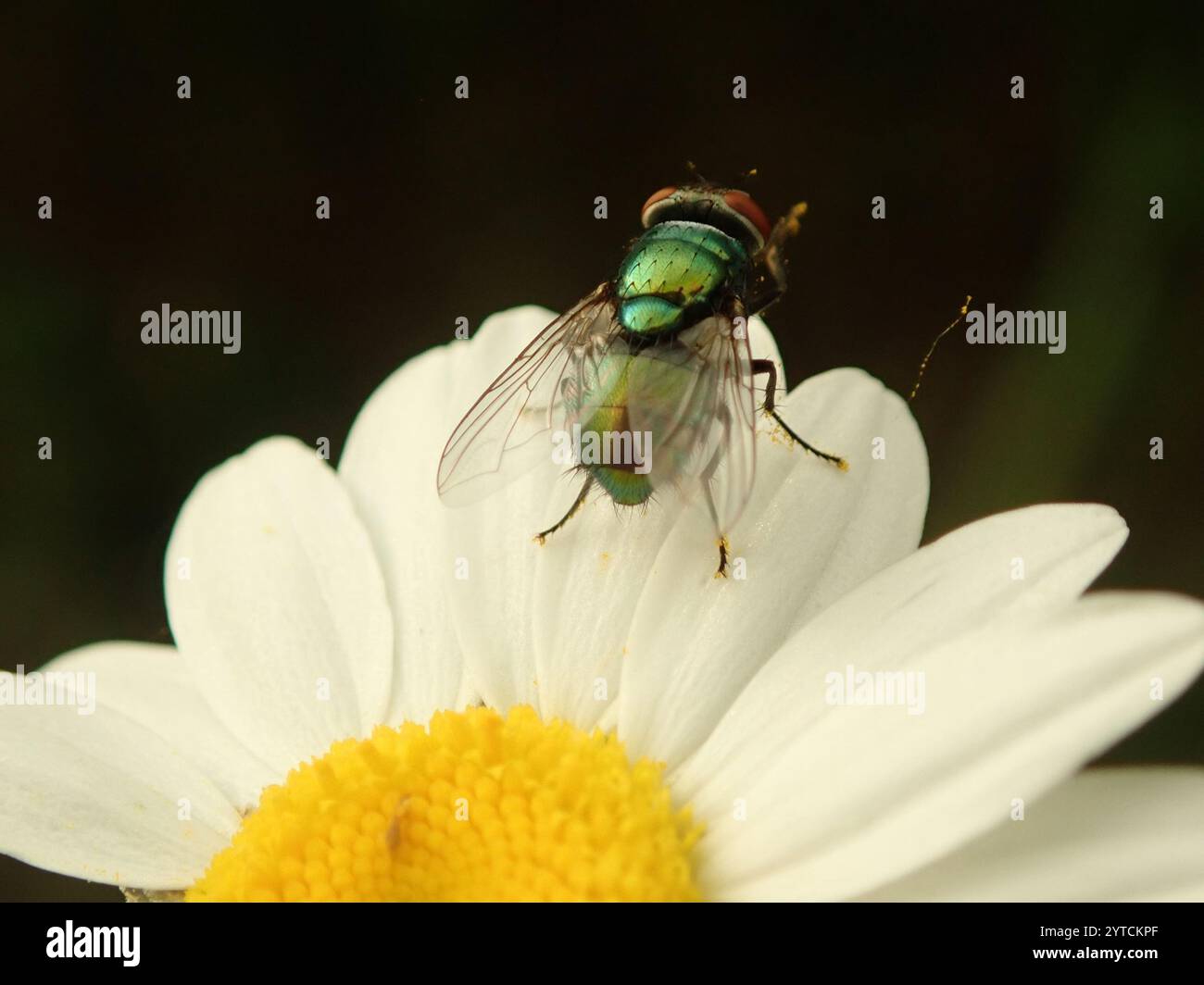 Common European Greenbottle Fly (Lucilia sericata Stock Photo - Alamy