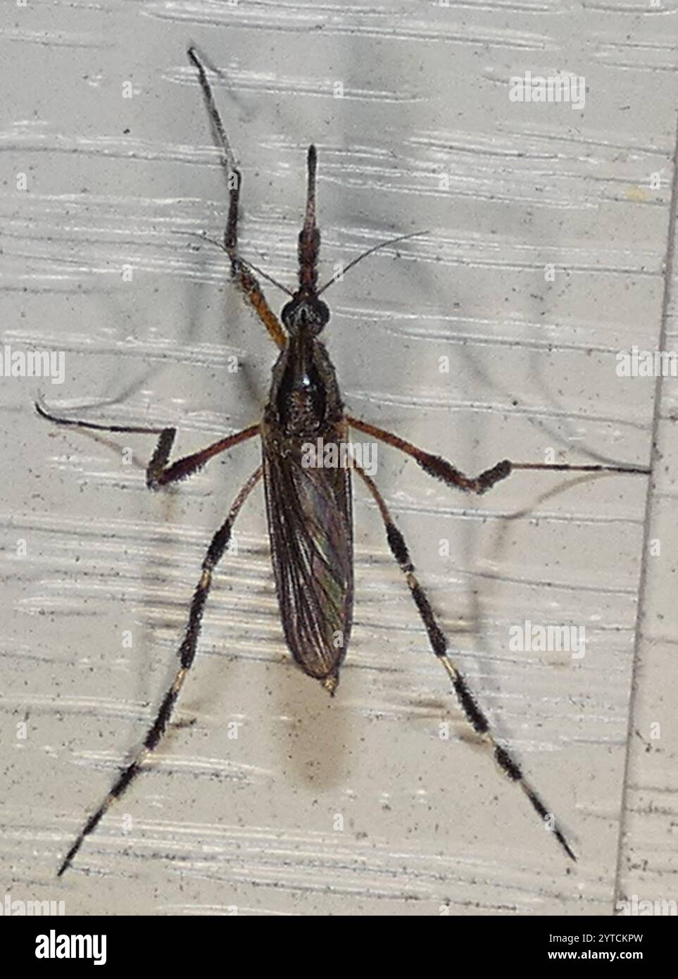 Gallinipper (Psorophora ciliata Stock Photo - Alamy