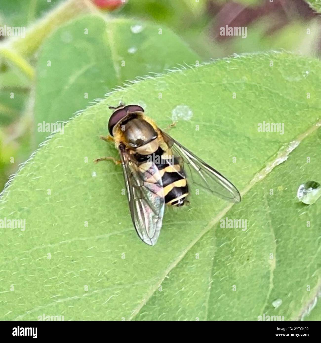 Black-margined Flower Fly (Syrphus opinator Stock Photo - Alamy