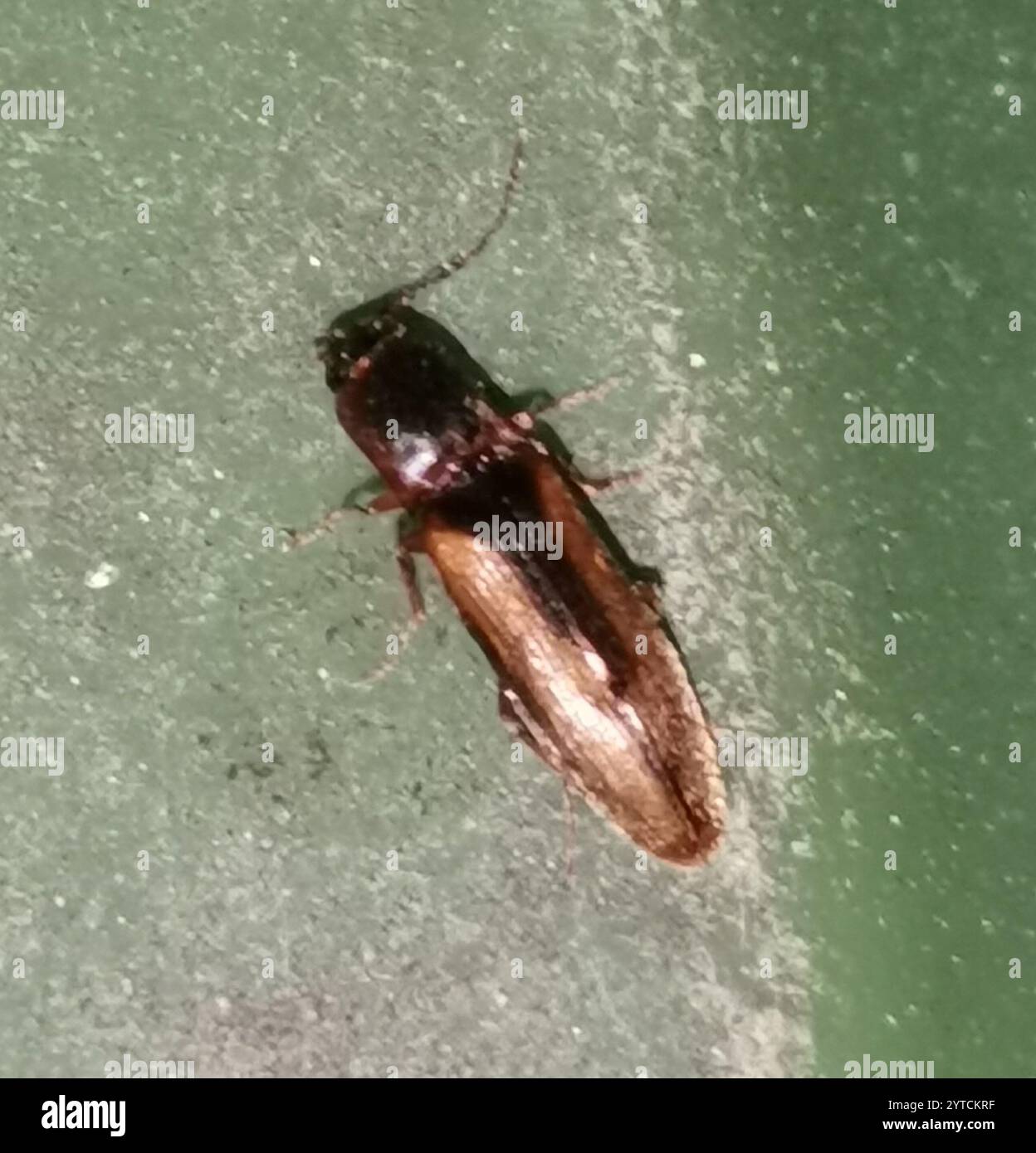 margined click beetle (Dalopius marginatus Stock Photo - Alamy