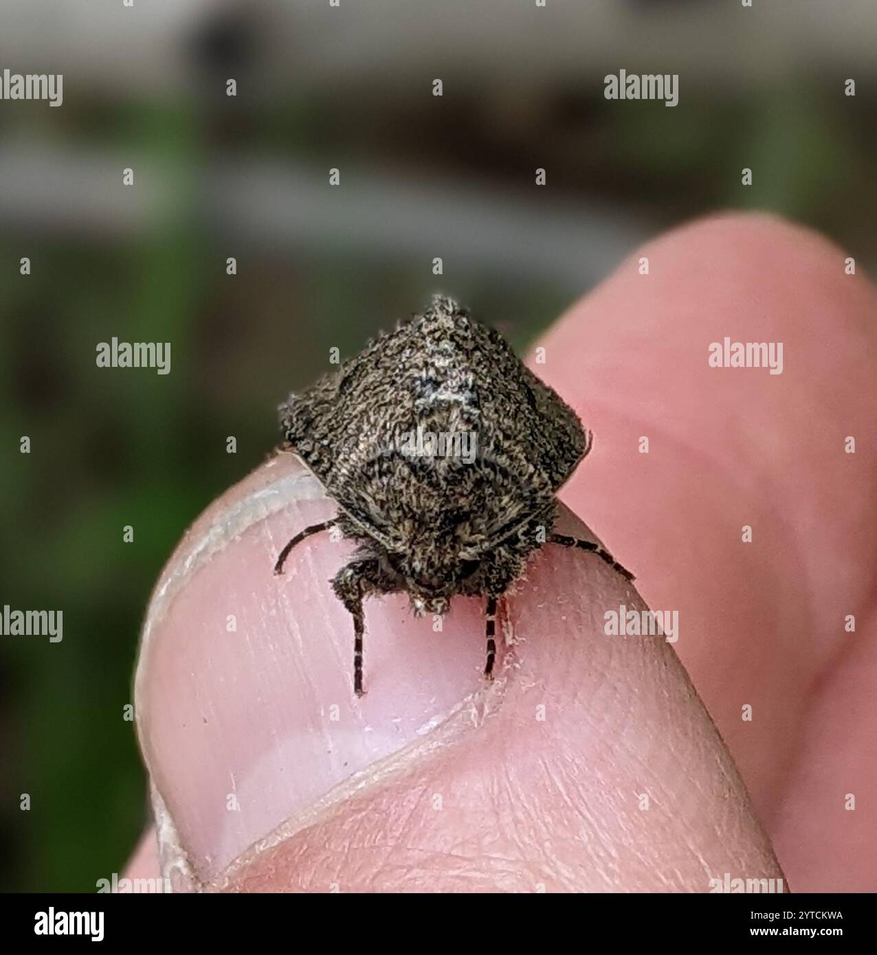Glassy Cutworm Moth (Apamea devastator Stock Photo - Alamy