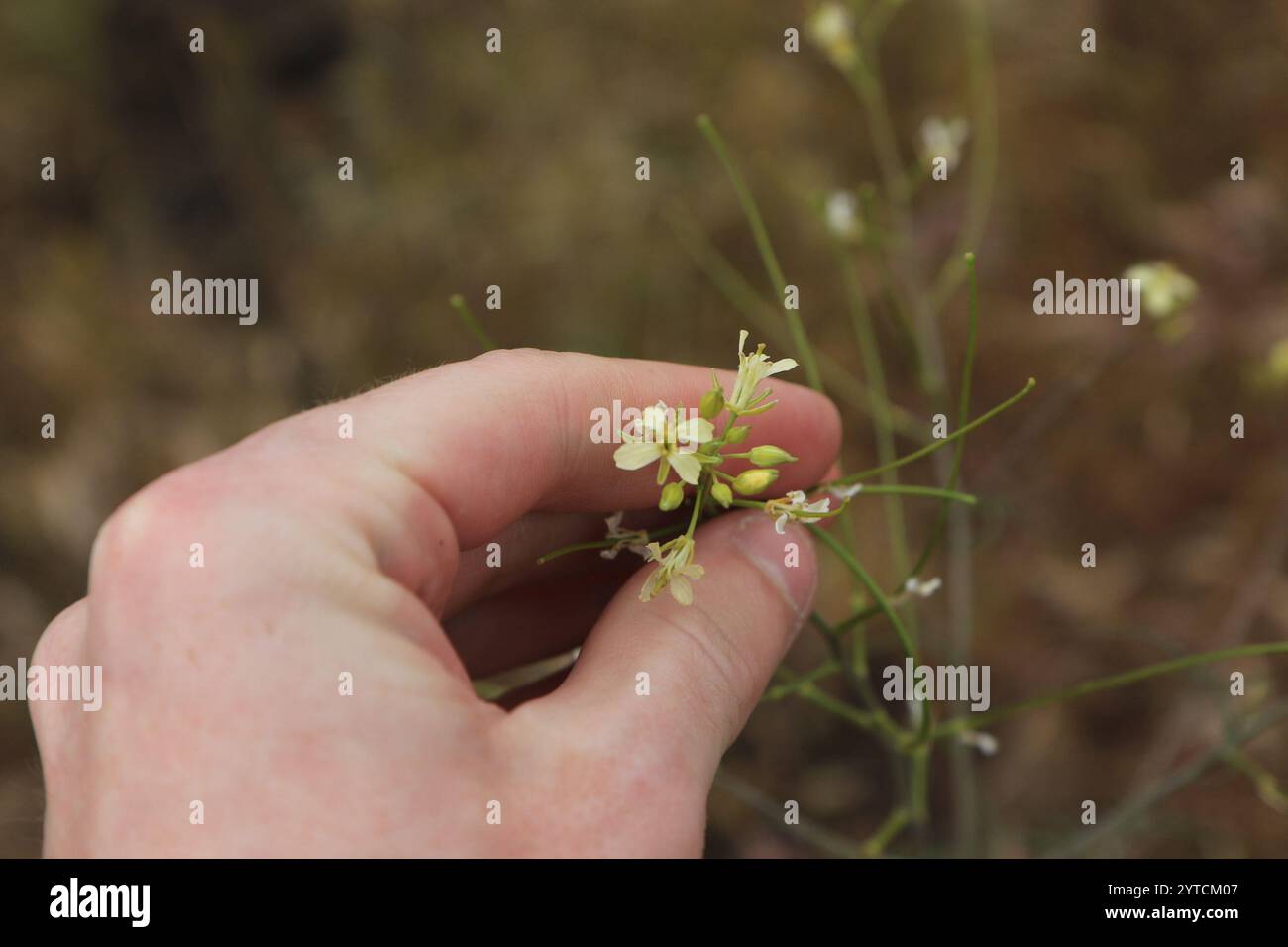 Sisymbrium altissimum hi-res stock photography and images - Alamy