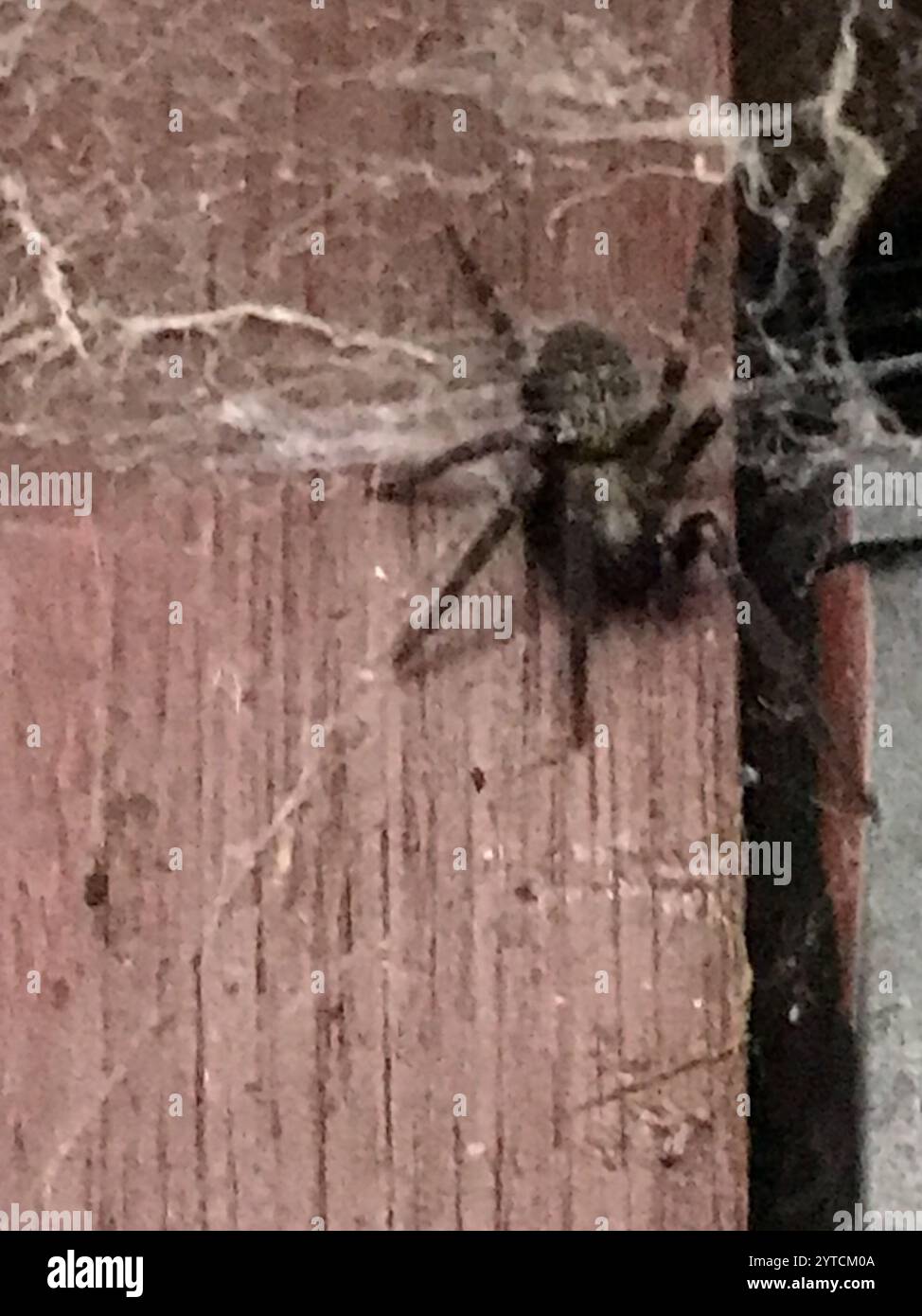 Black House Spider (Badumna insignis Stock Photo - Alamy