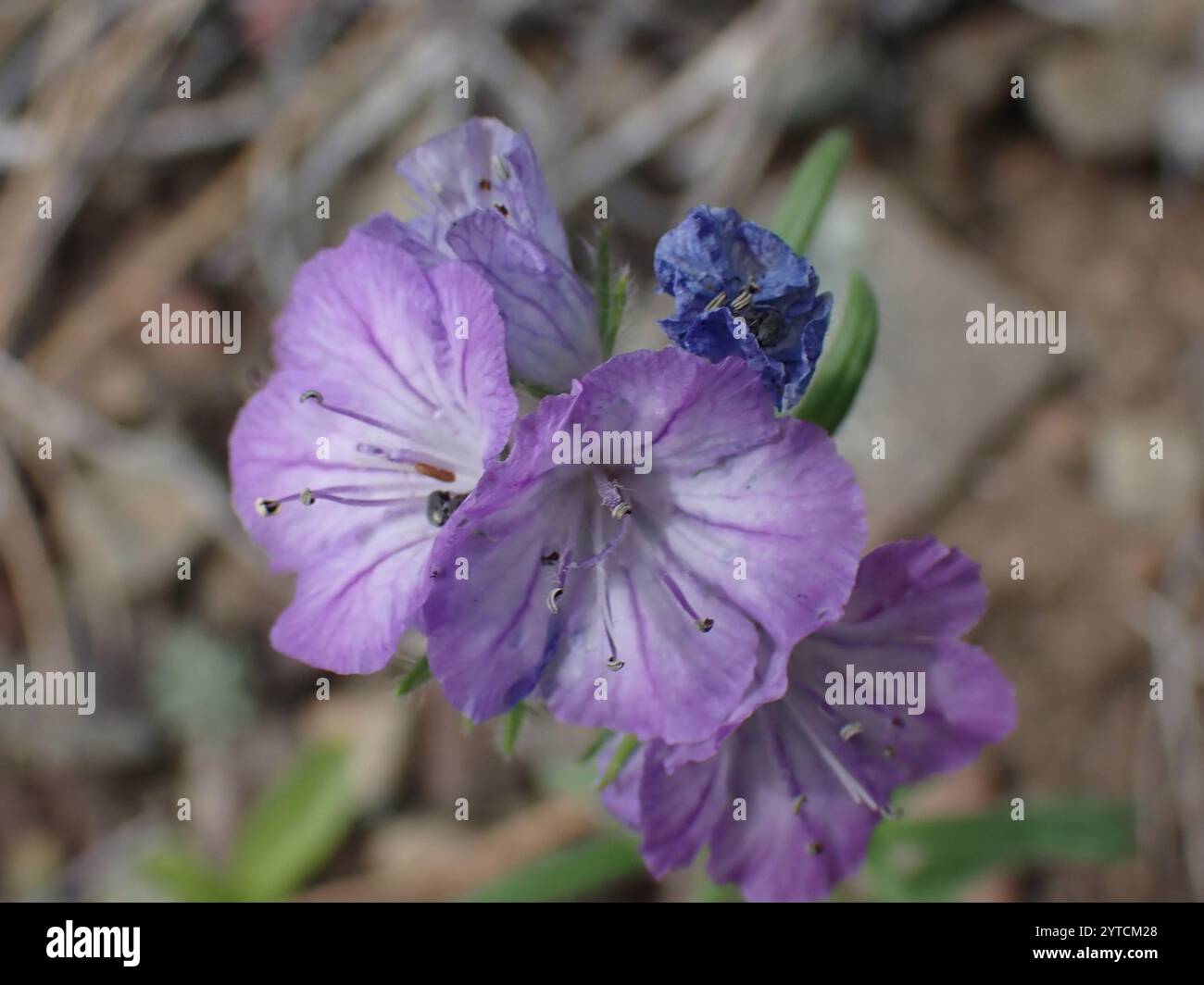 Linearleaf Phacelia (Phacelia linearis Stock Photo - Alamy
